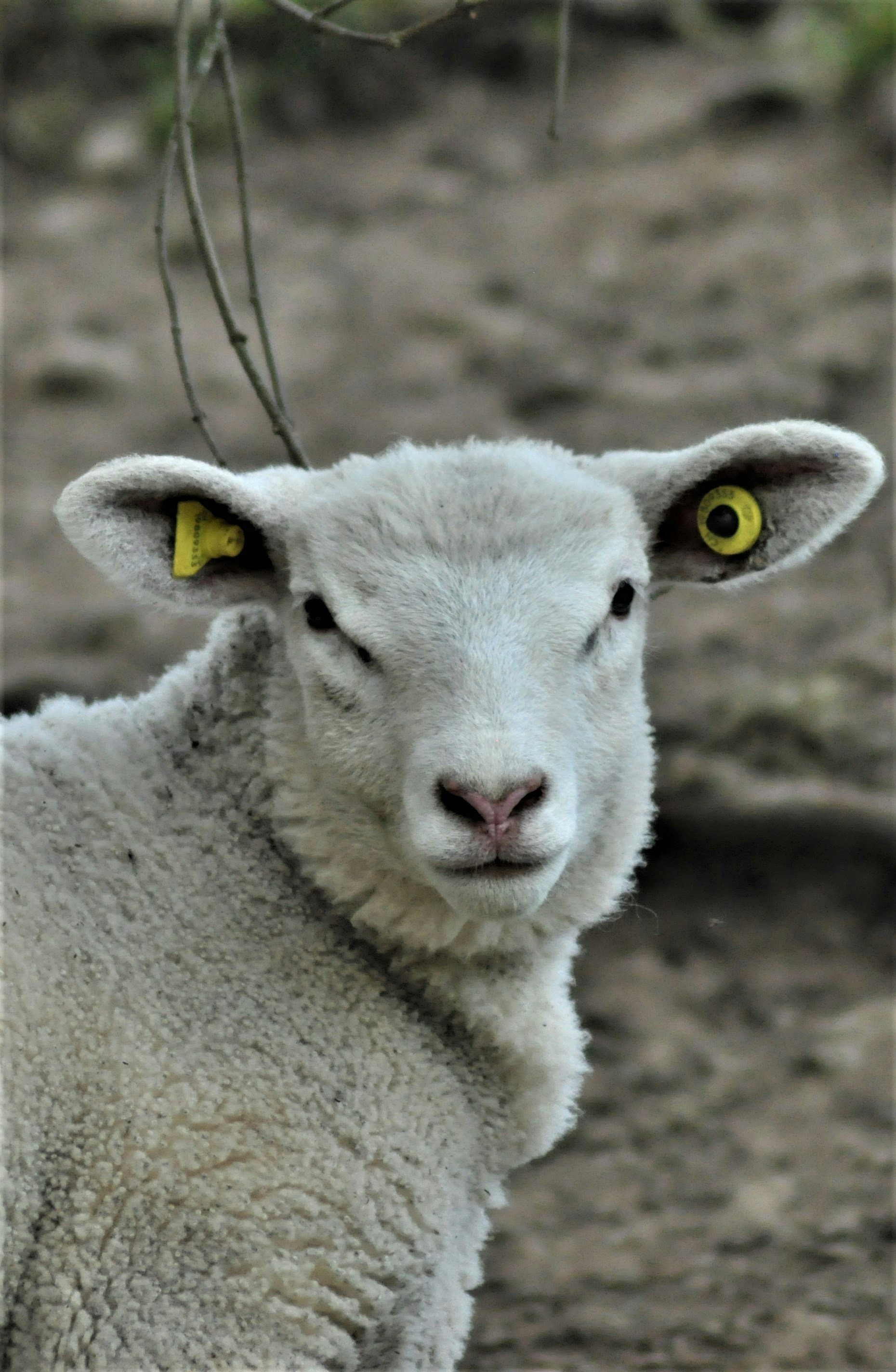 a close up of a sheep with yellow eyes