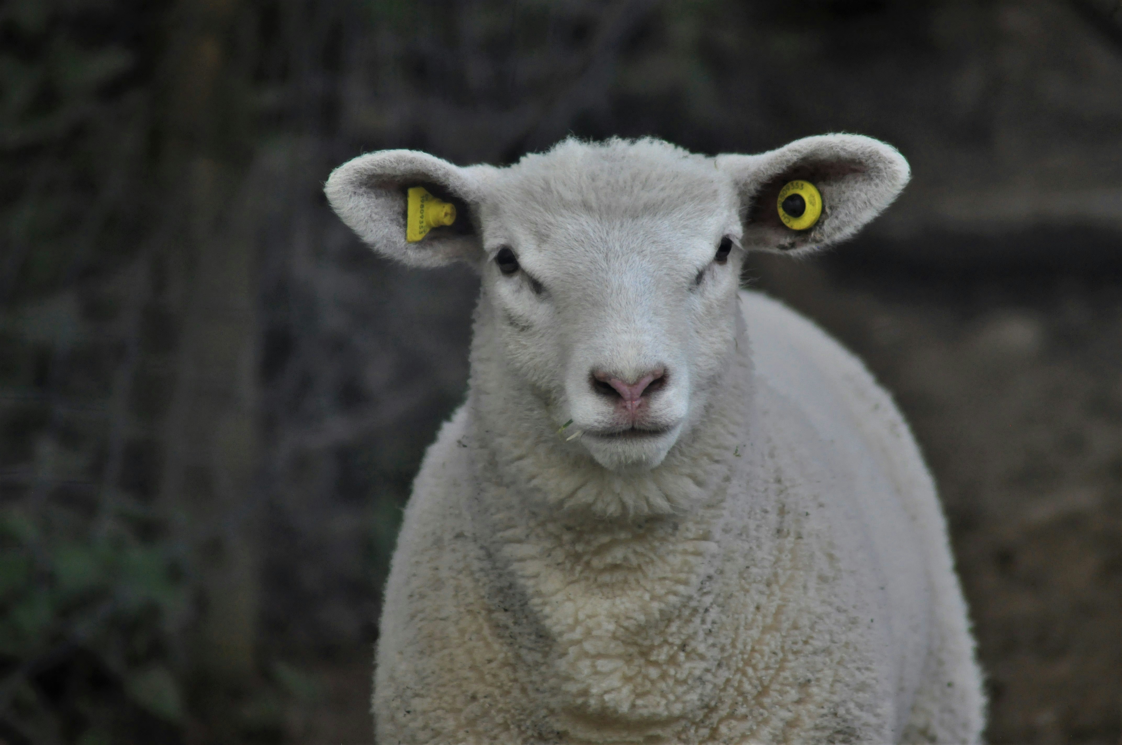 Curious Gaze: A Woolly Portrait Under Soft Forest Light
