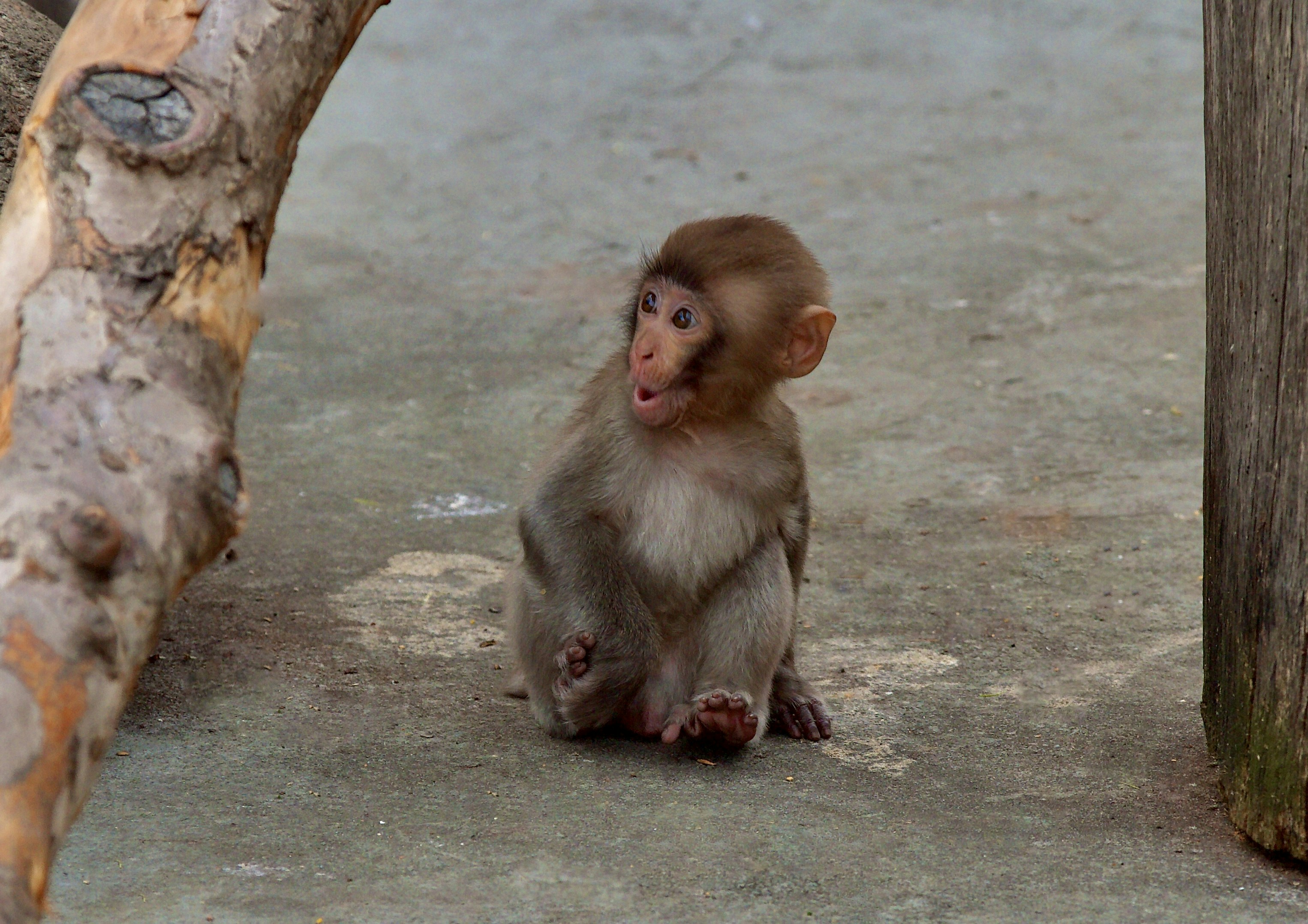 Surprised Infant Macaque on a Sunlit Concrete Path Between Weathered Trunks