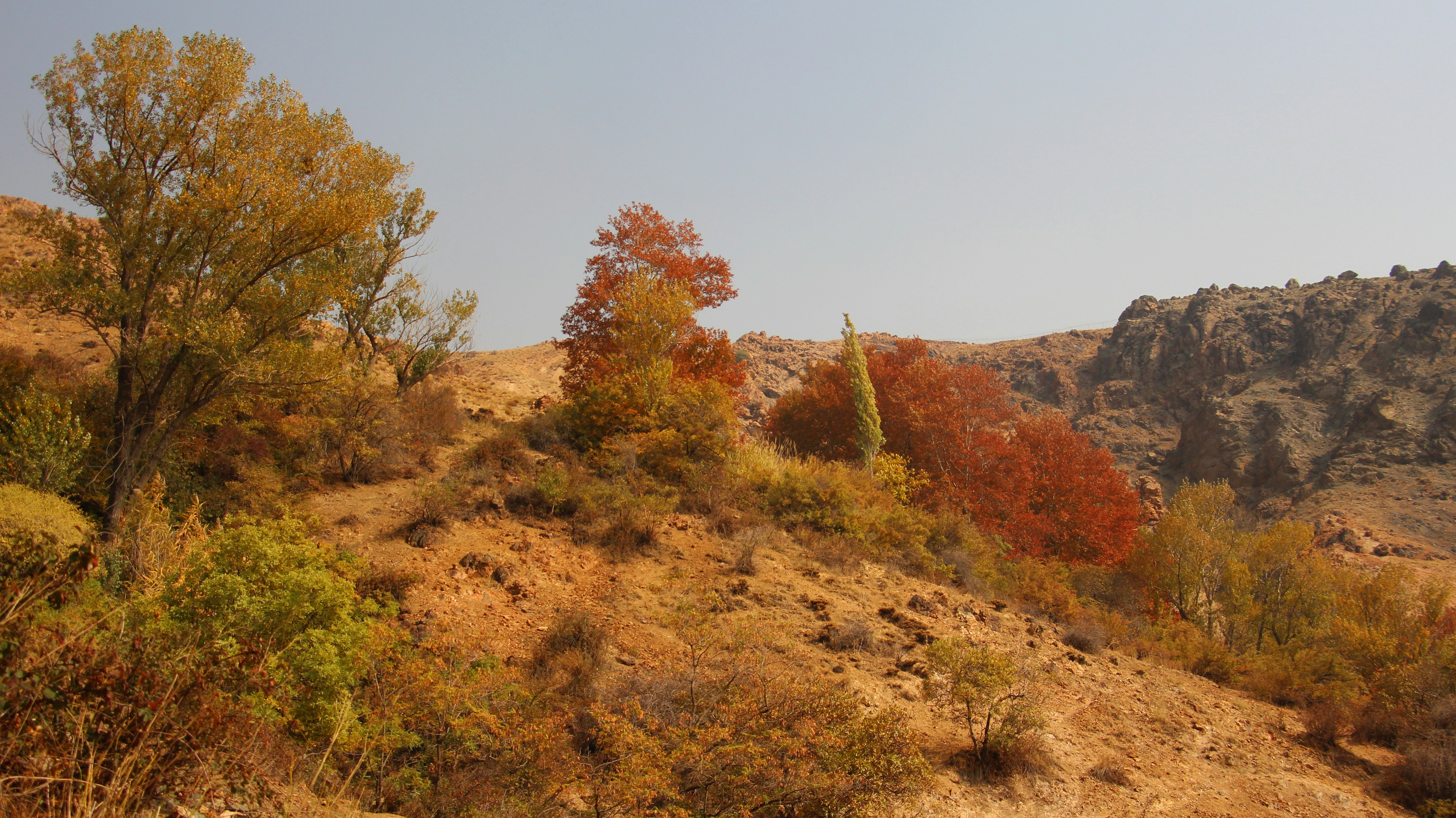 a hillside with trees and bushes in the foreground