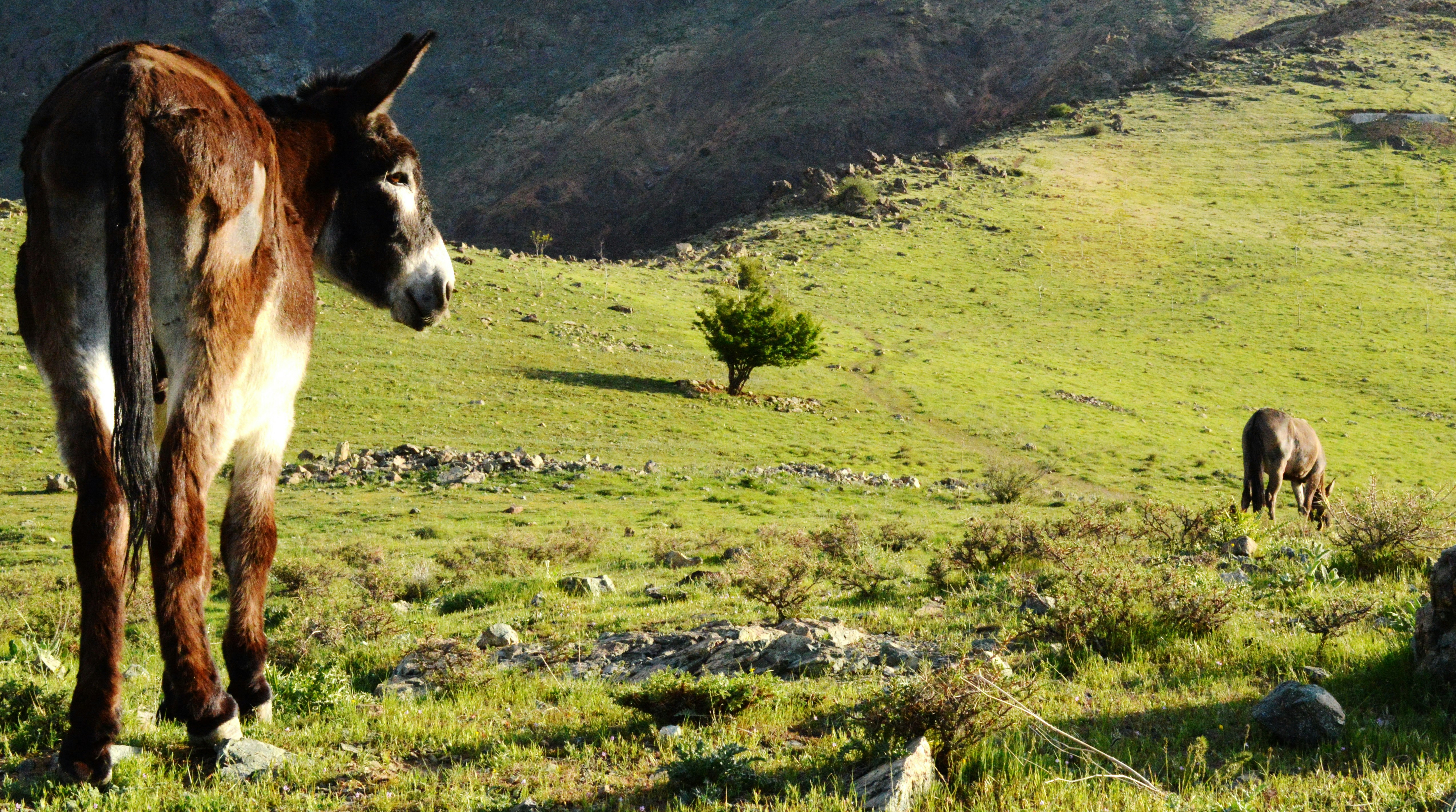 Pasture Giants: A Donkey Gaze Across the Rolling Hills