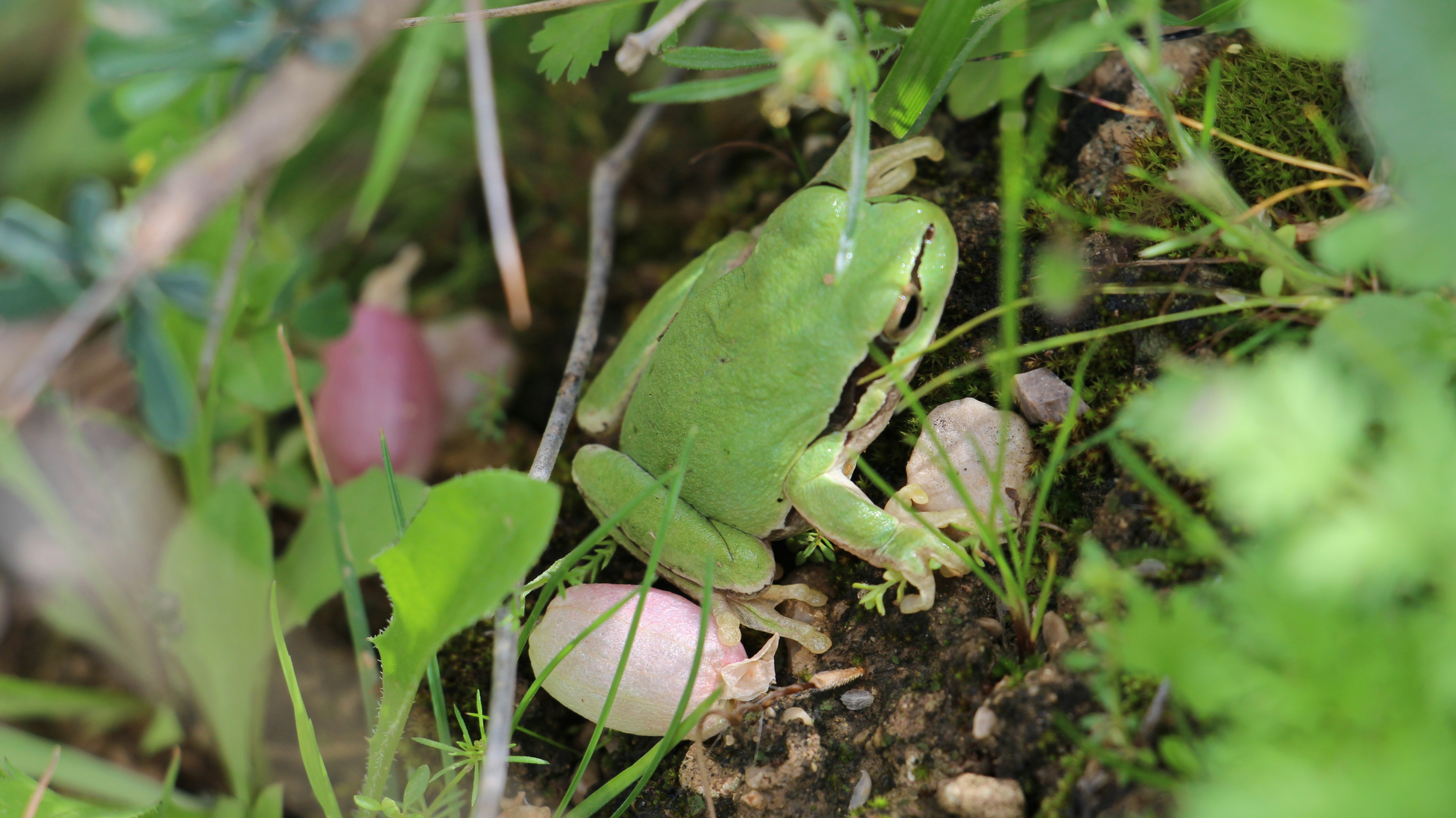 a green frog sitting on top of a pile of dirt