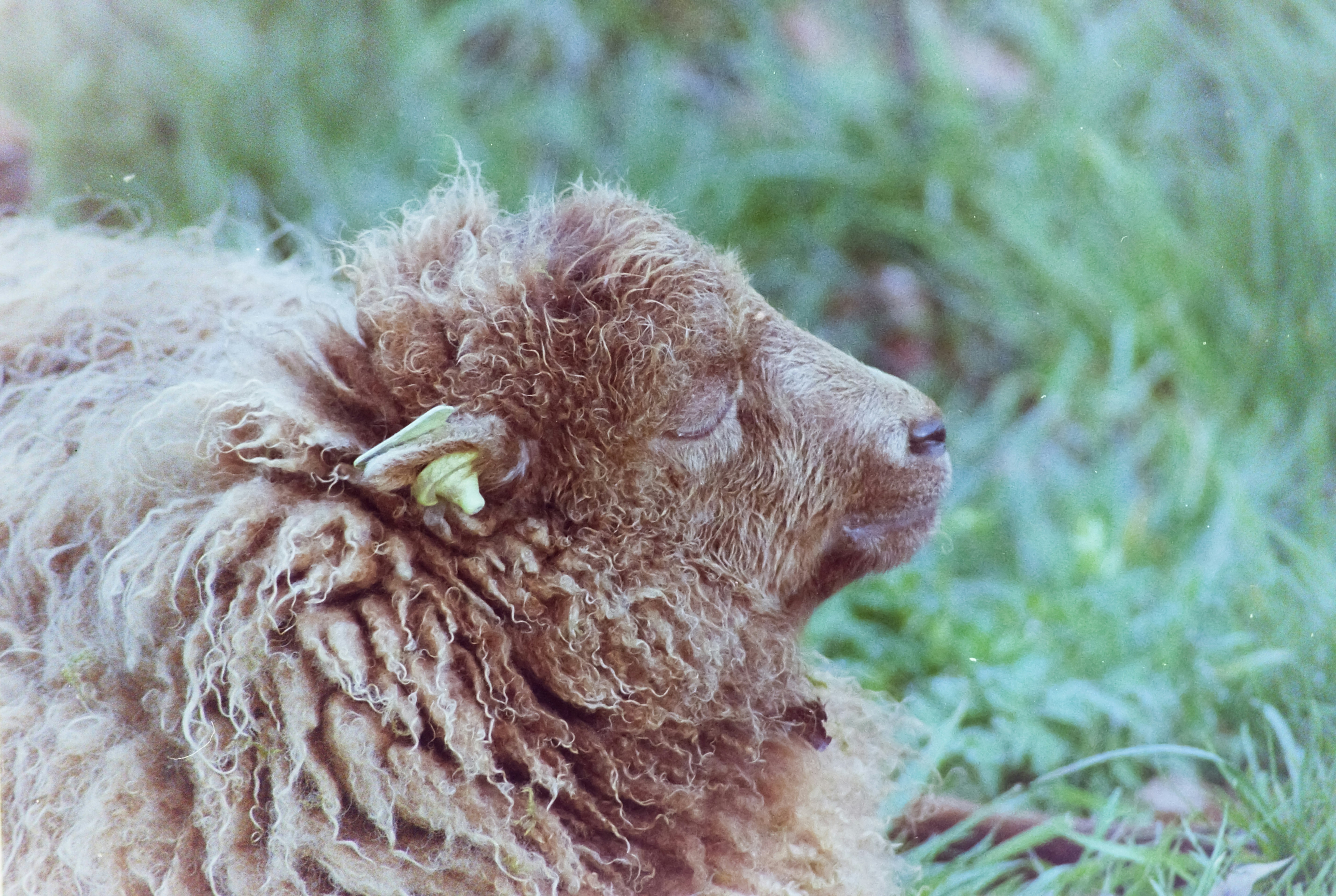 A sheep laying in the grass with a bug in its ear photo – Free Den ...