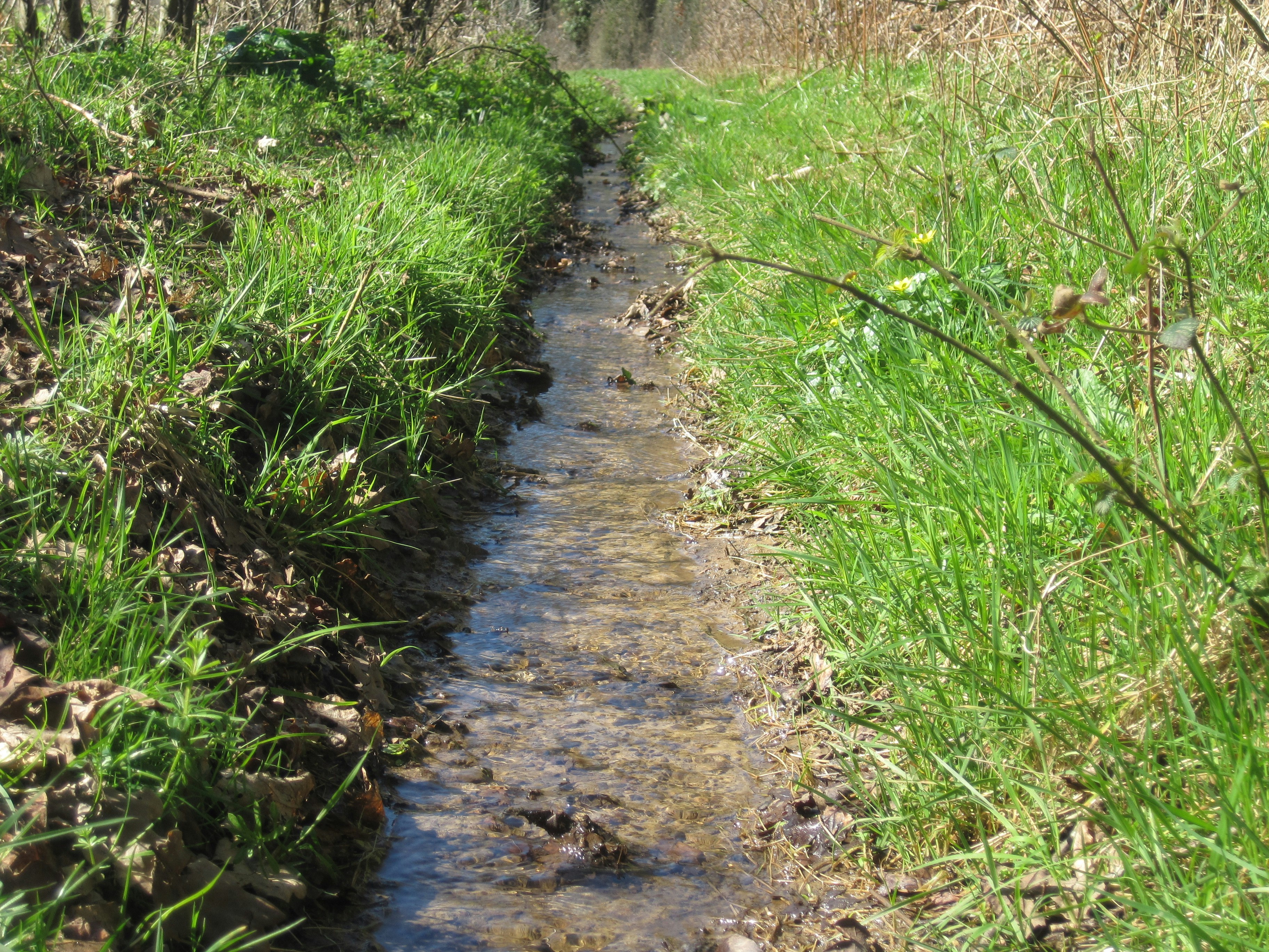 A serene stream flows through a lush, green pathway, bordered by vibrant grass and scattered leaves. The tranquil scene invites a sense of peace.
