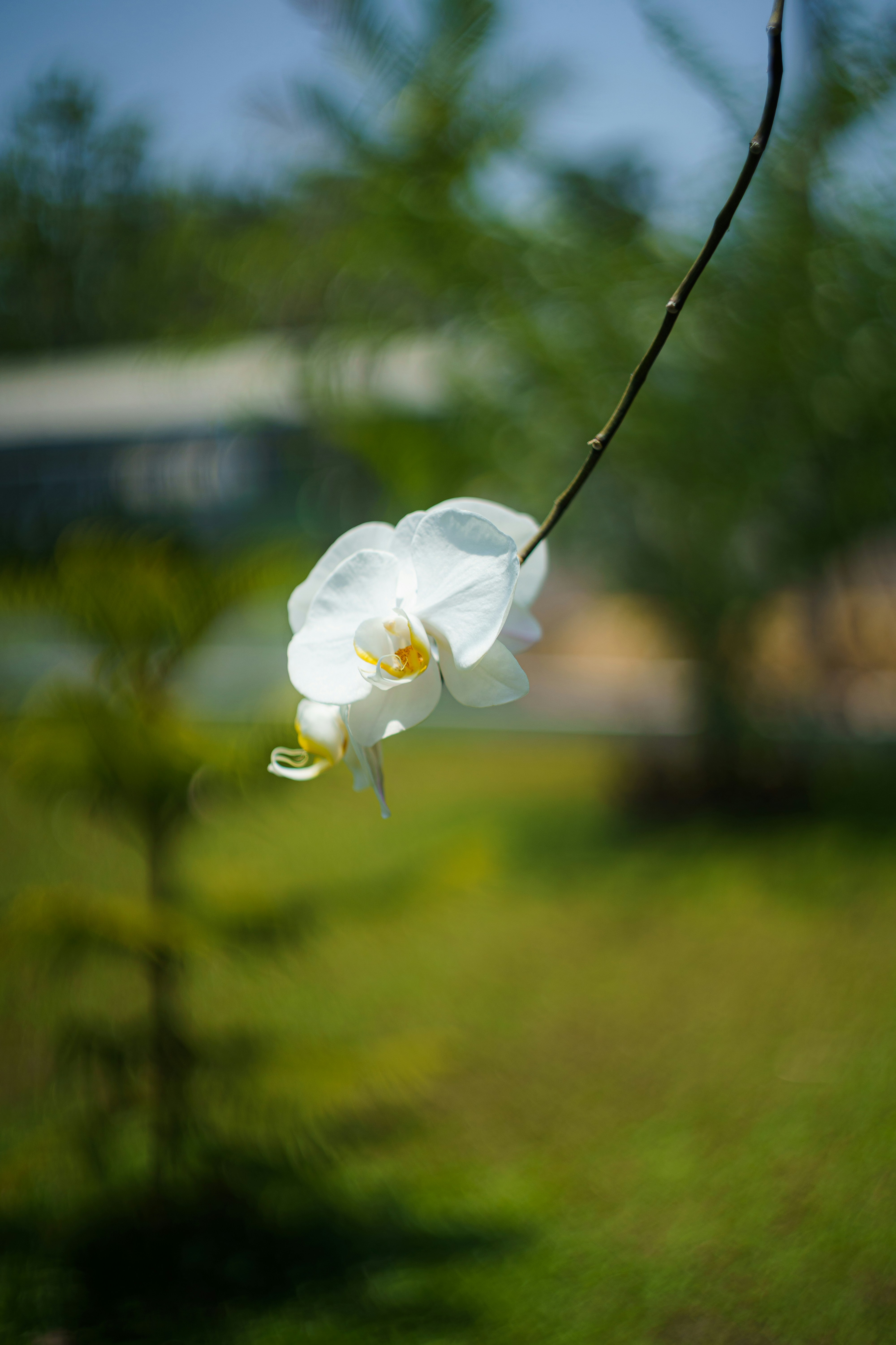 Delicate Orchid on a Winding Twig in Summer Light