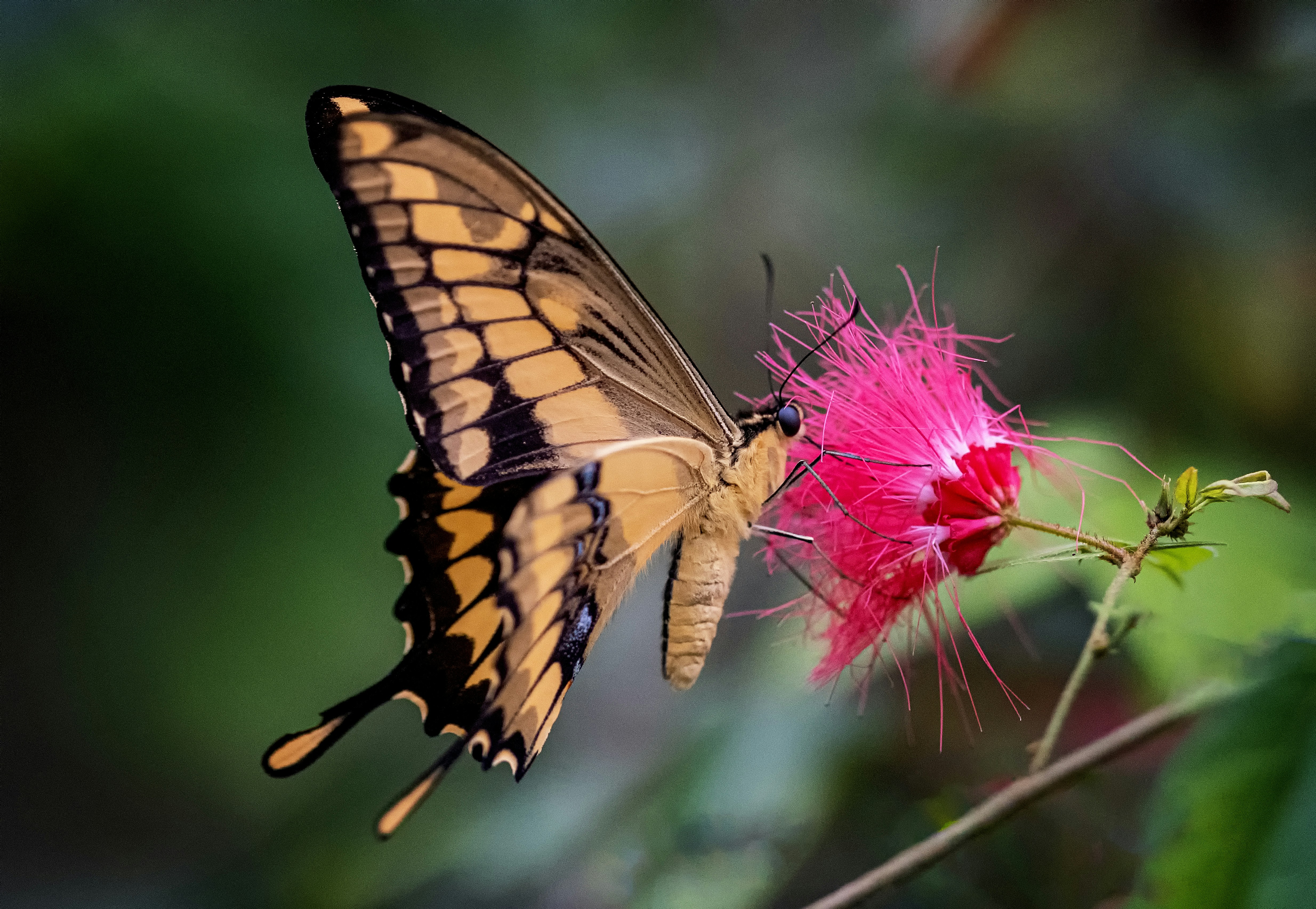 A butterfly delicately perched on a vibrant pink flower, showcasing intricate wing patterns against a blurred green background.