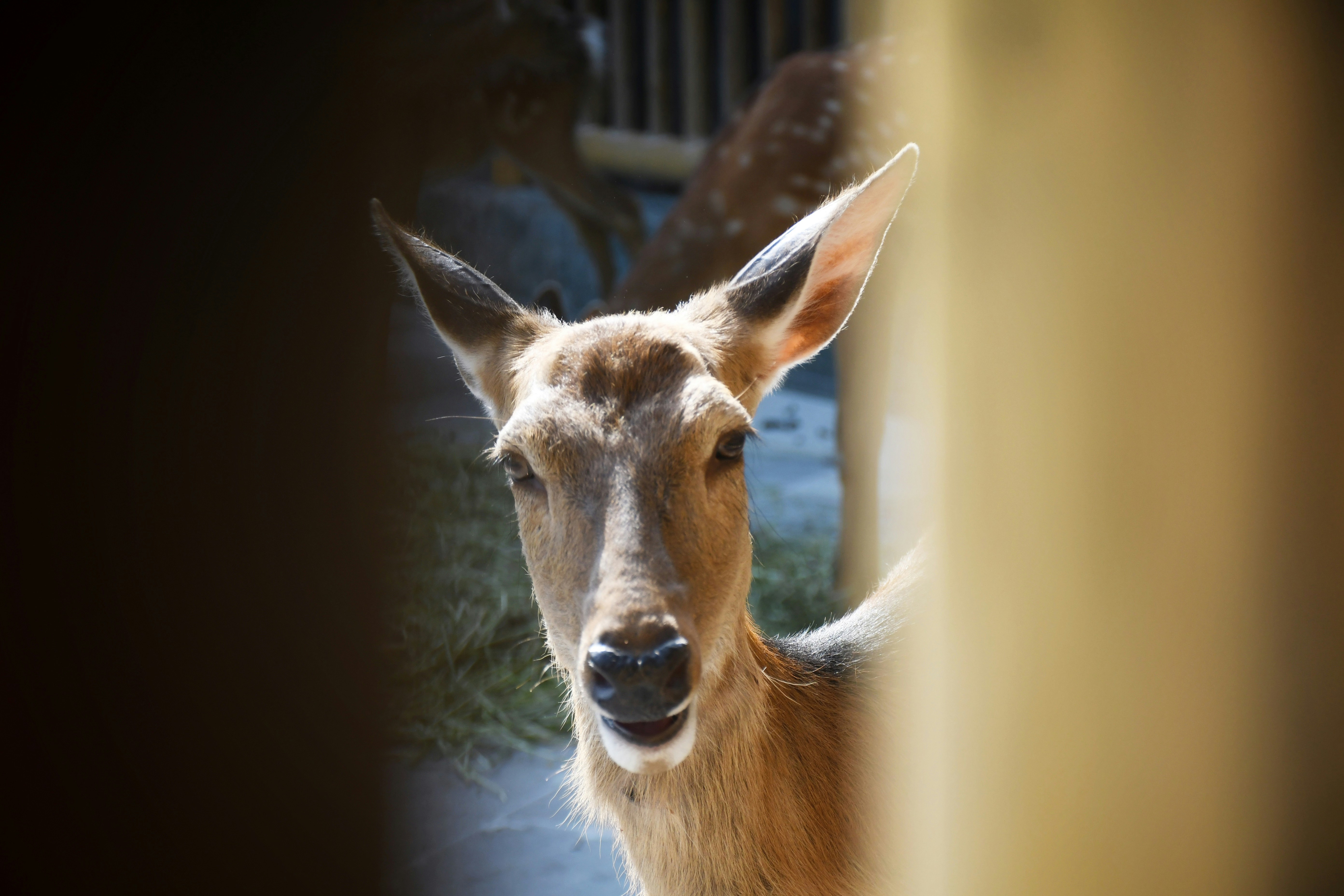 Glimpse Through the Slats: A Deer's Quiet Gaze