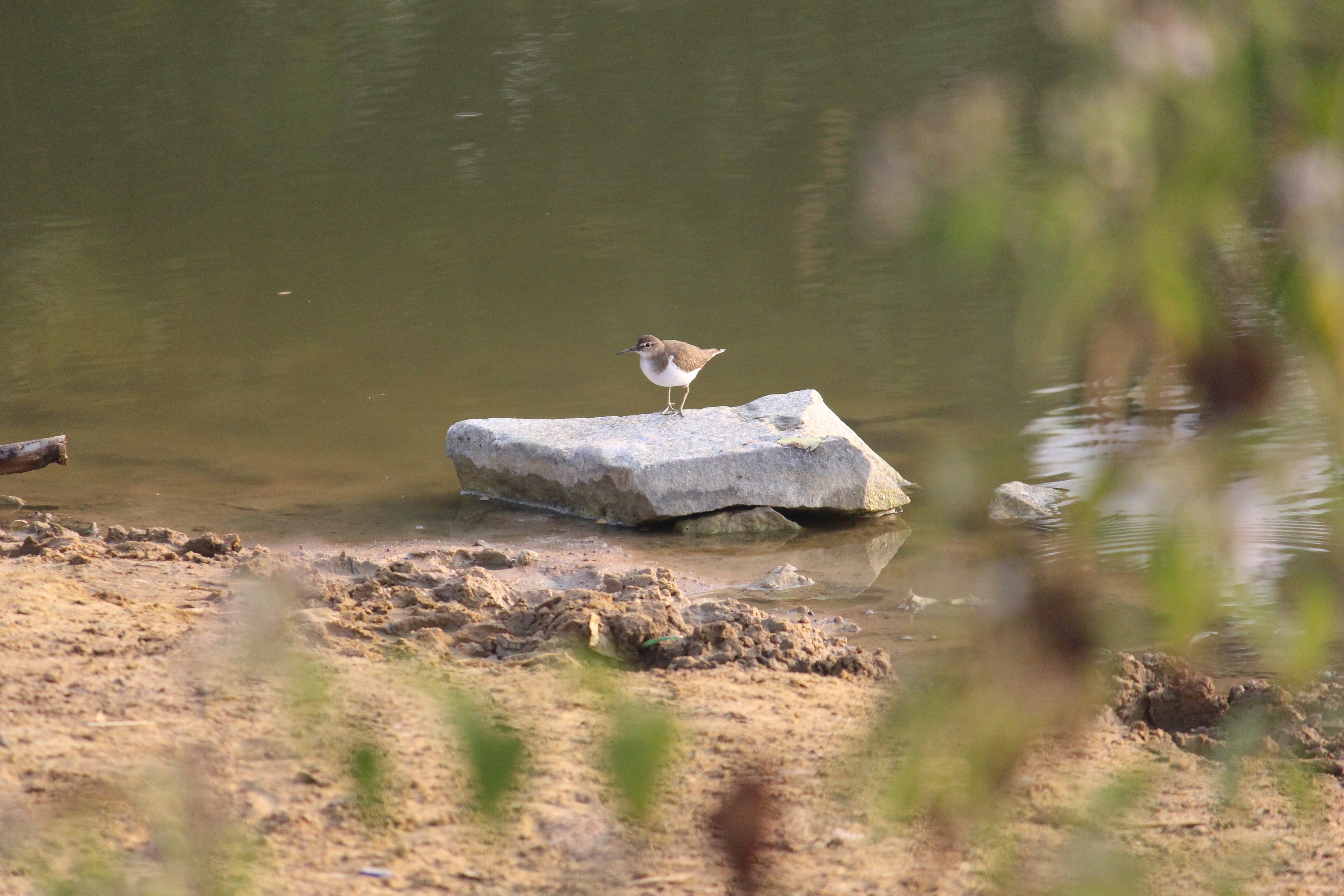 Stone-Perch Sentinel: Tiny Shorebird on a Quiet Rock