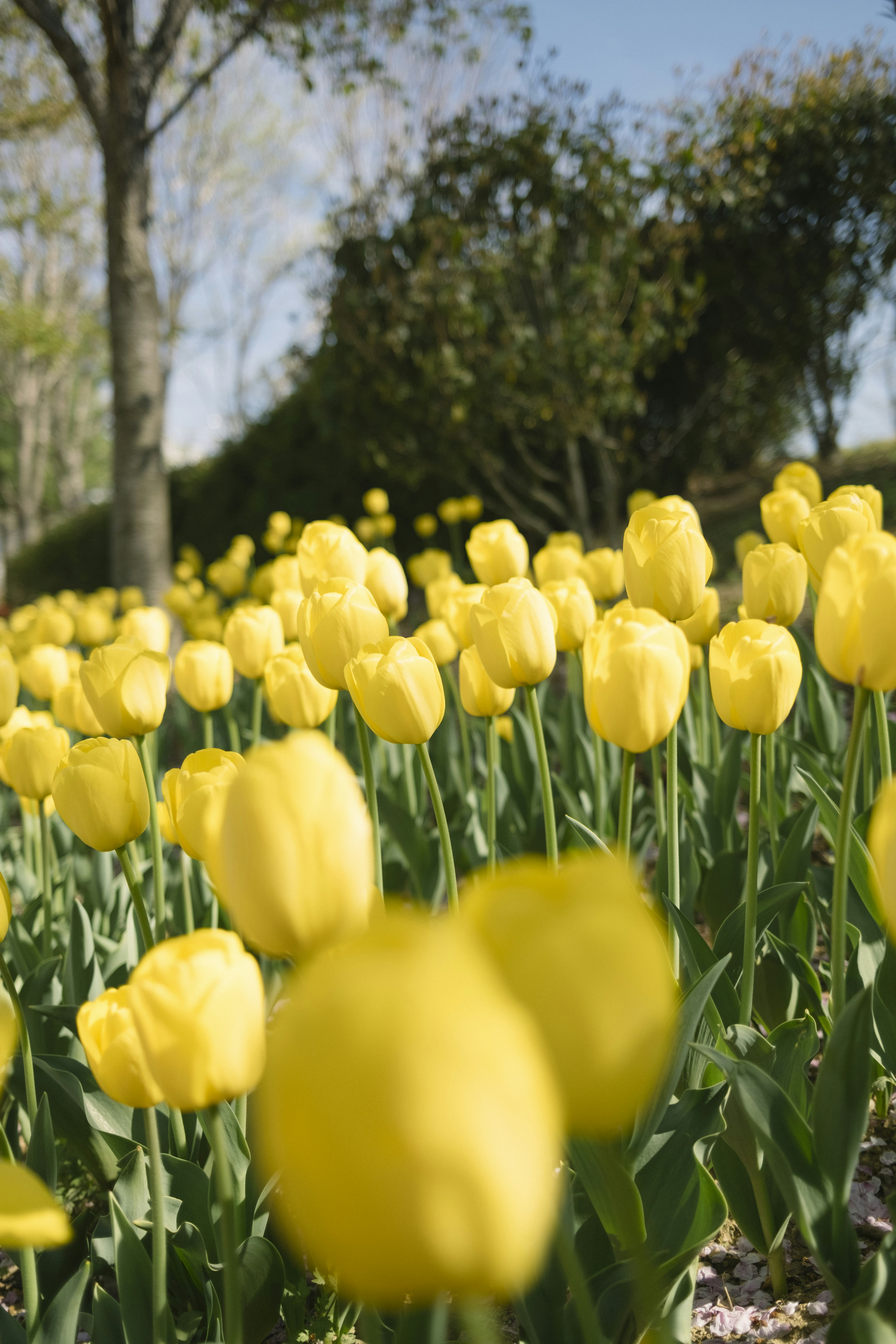a field of yellow flowers with trees in the background