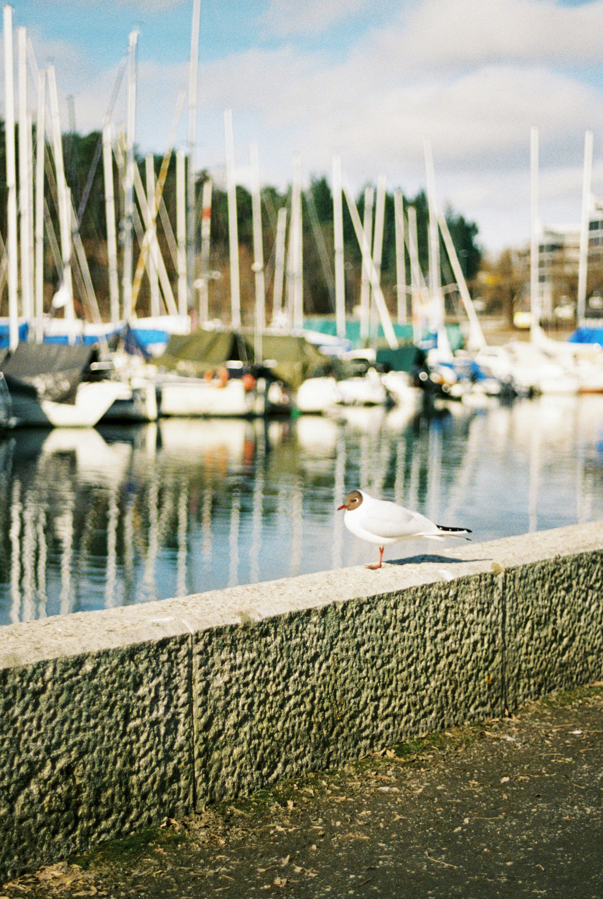 Seagull on the Marina Wall: Quiet Focus Amid Sails