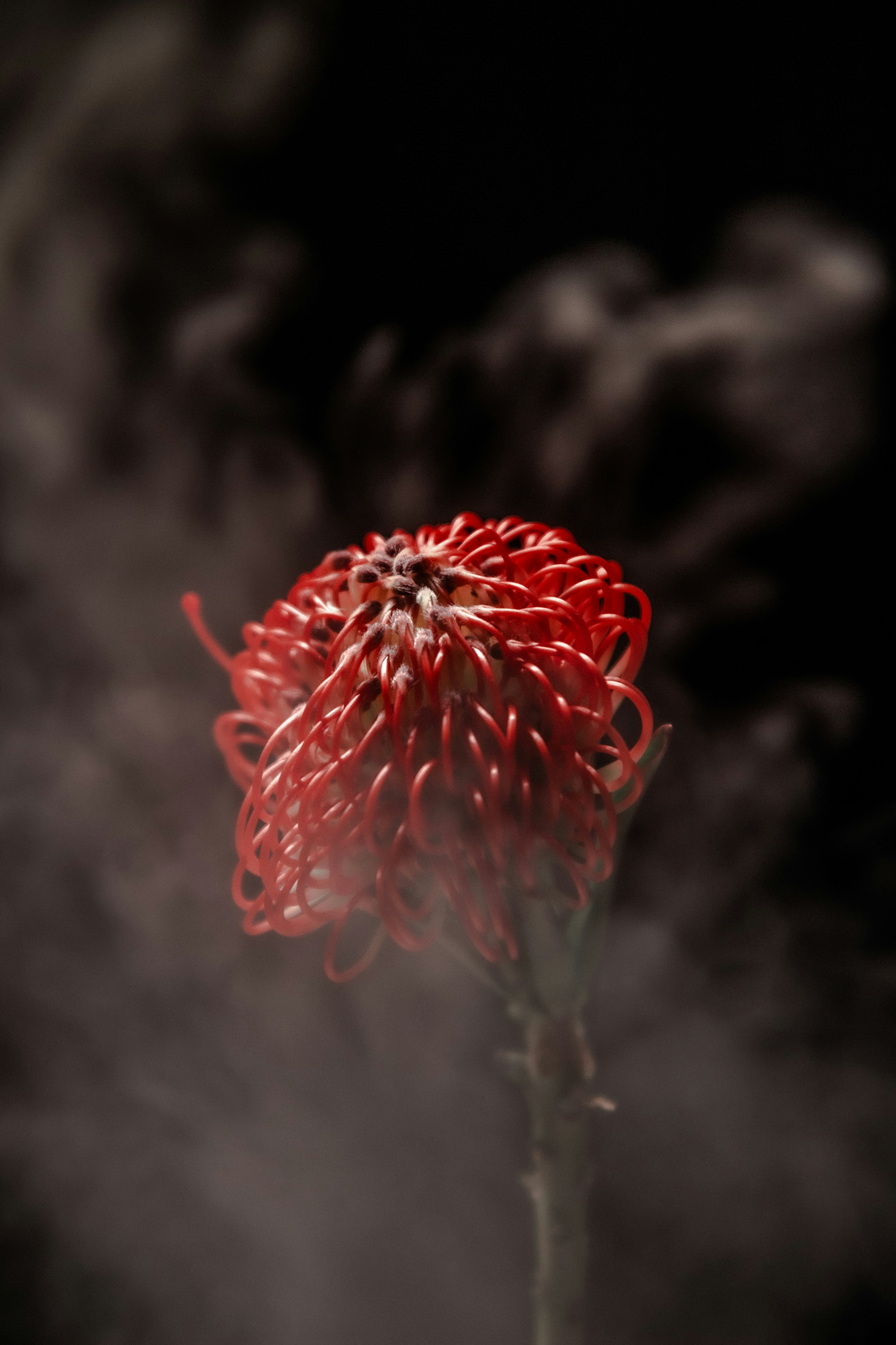a red flower with smoke coming out of it