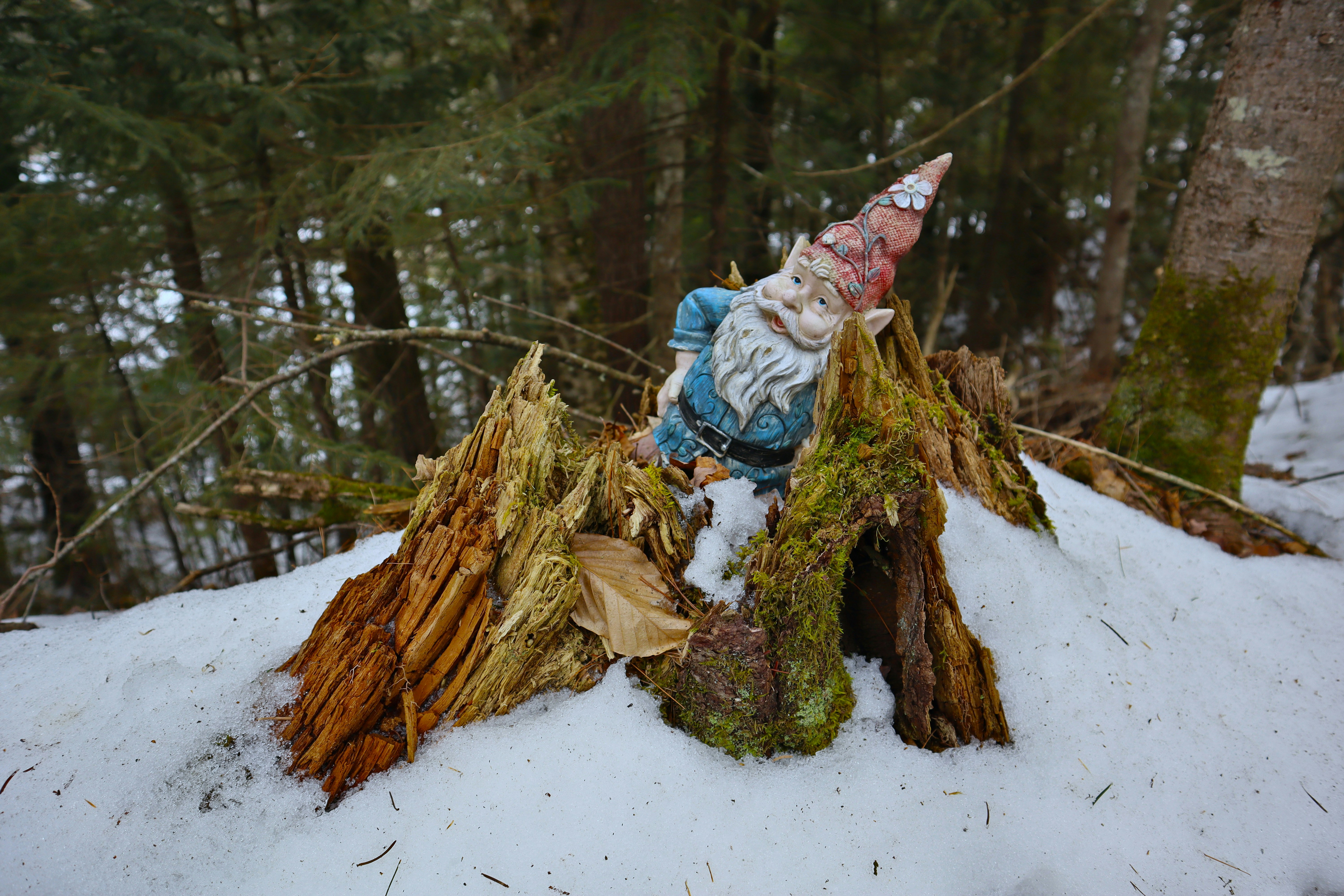 Winter Sentinel: Garden Gnome Among Mossy, Snow-Crowned Stumps
