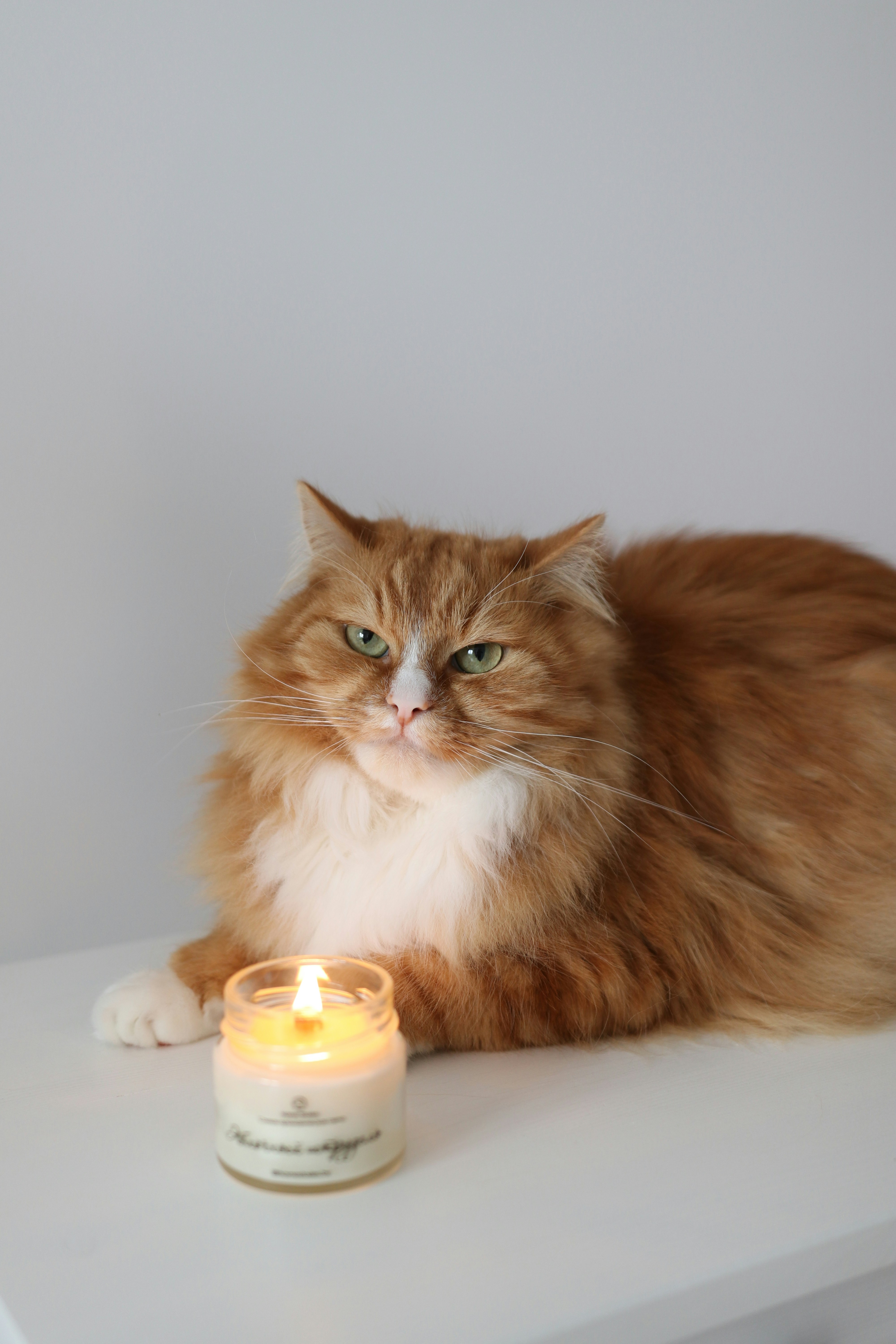 Candlelit Contemplation: A Ginger Cat at Rest