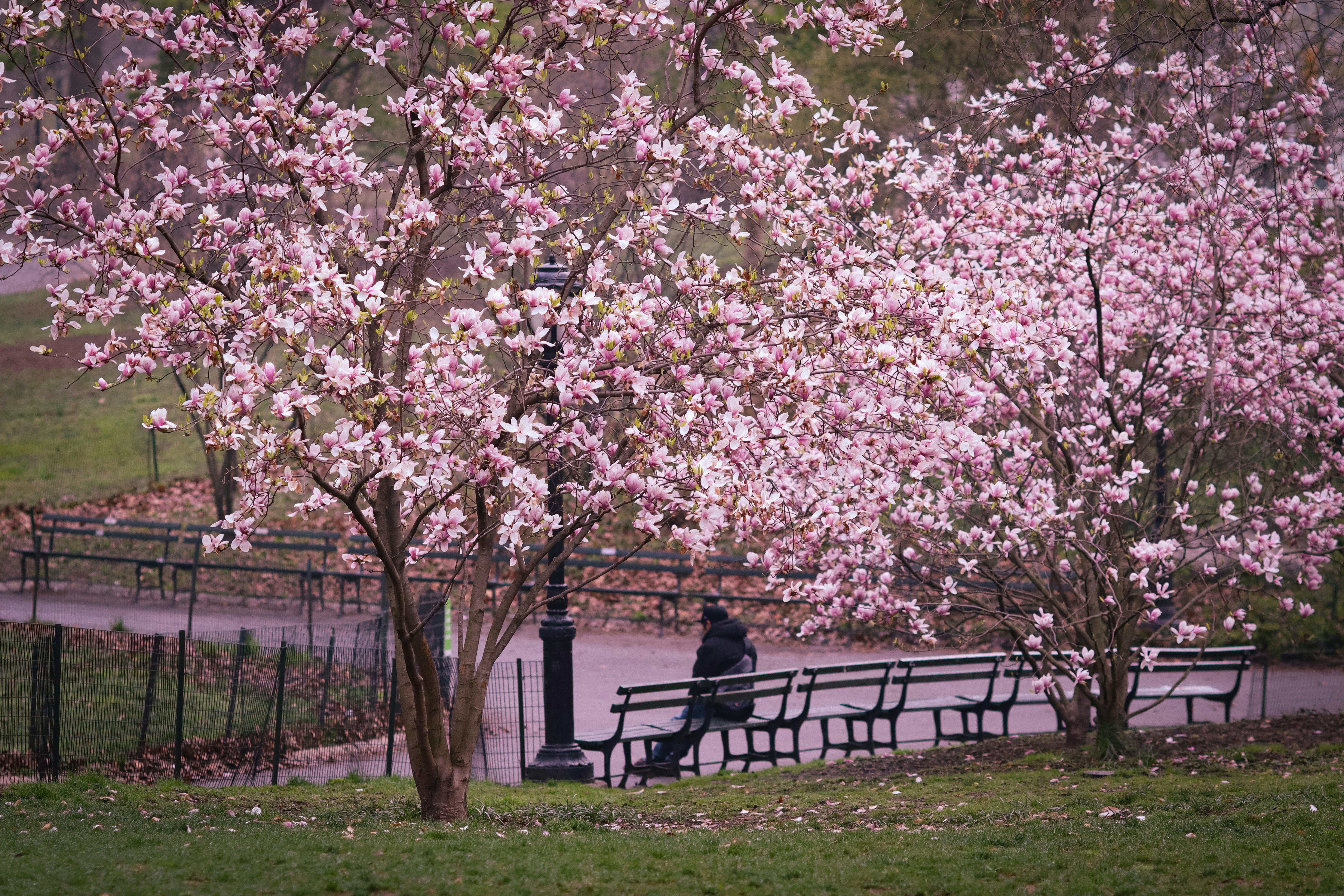 Beneath a Pink Canopy: A Quiet Moment on the Park Bench