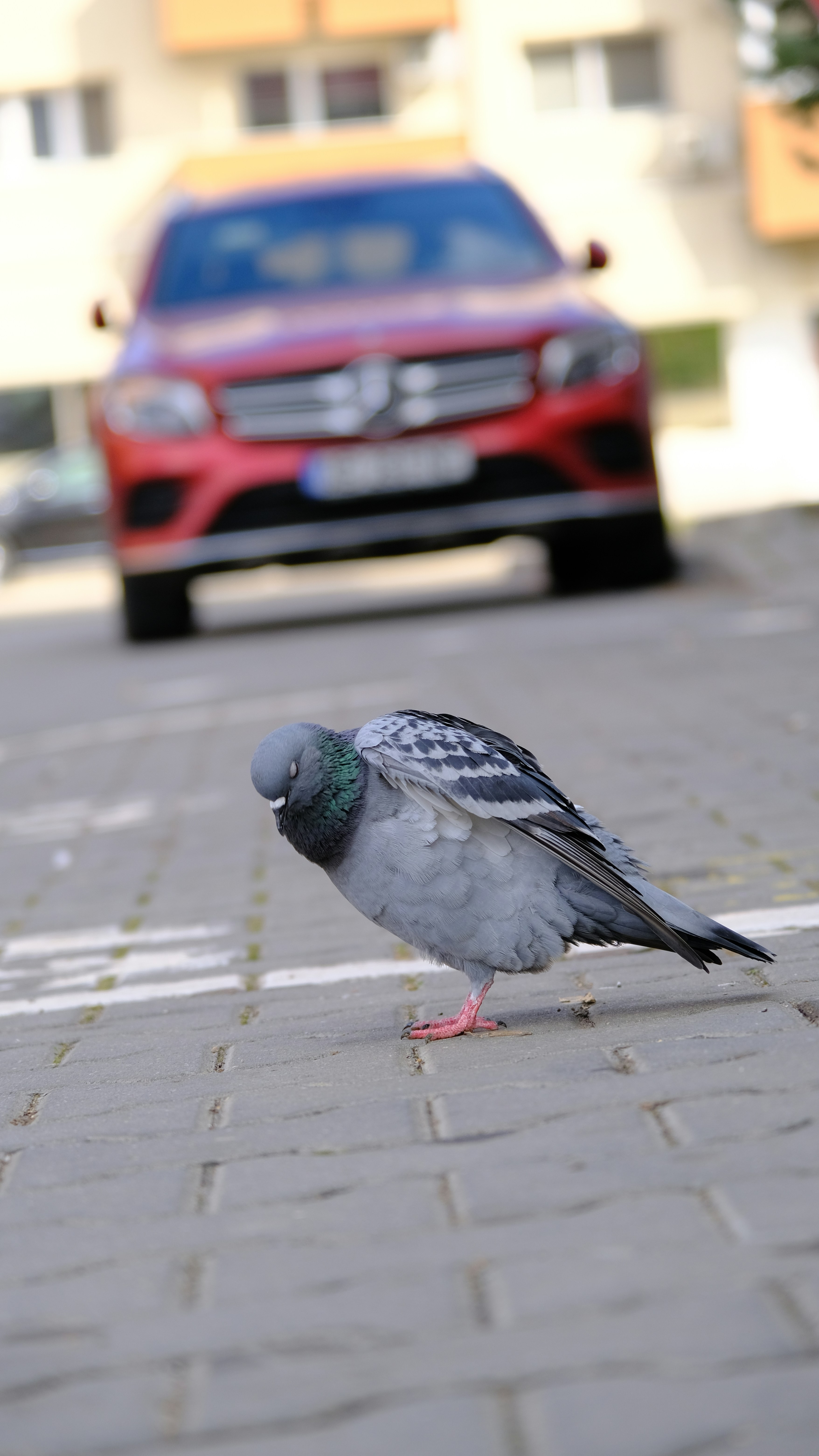 A pigeon is standing on the sidewalk next to a red car photo – Free Car ...