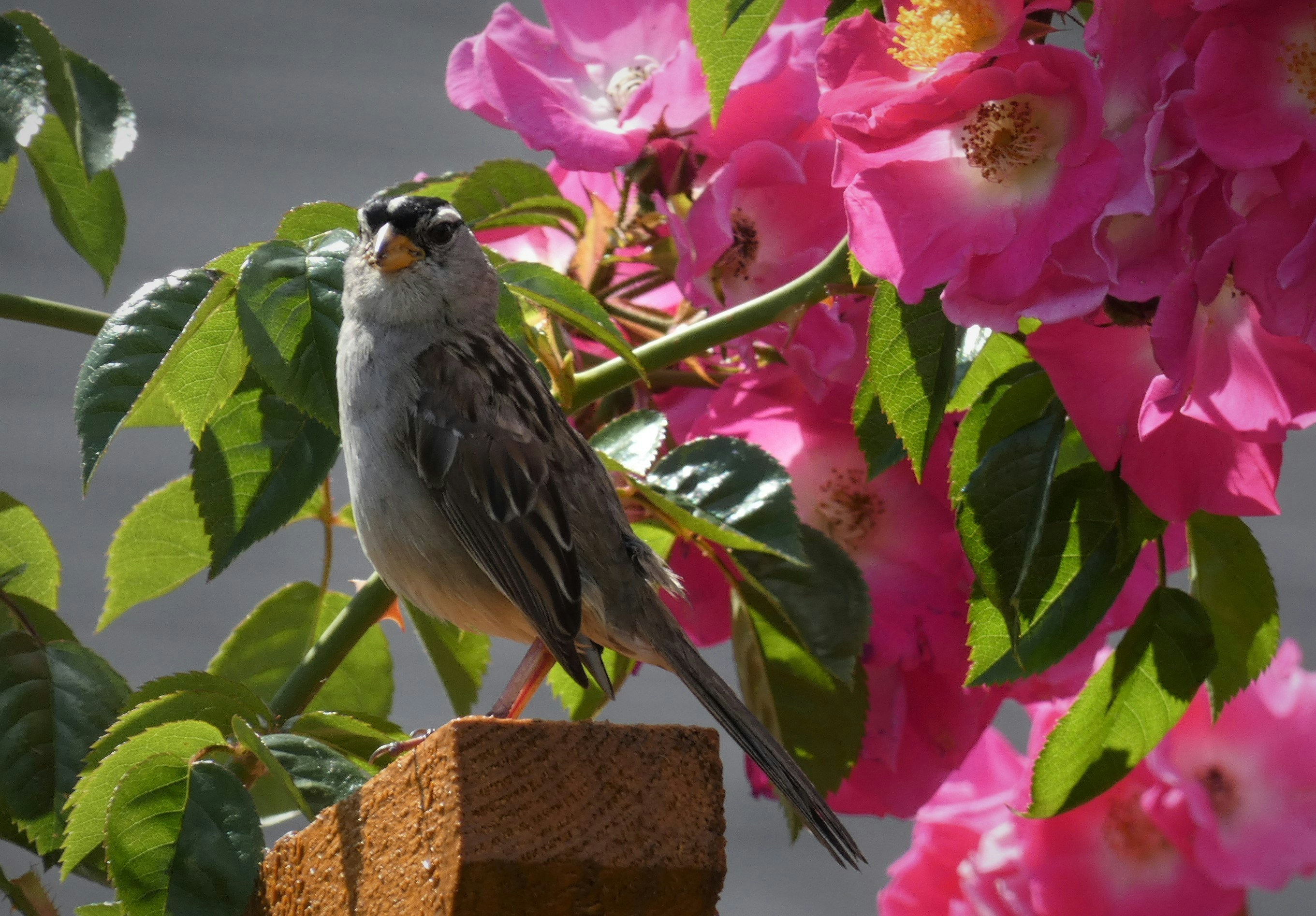 Sparrow on a Brick Perch Beneath a Pink Petal Mosaic