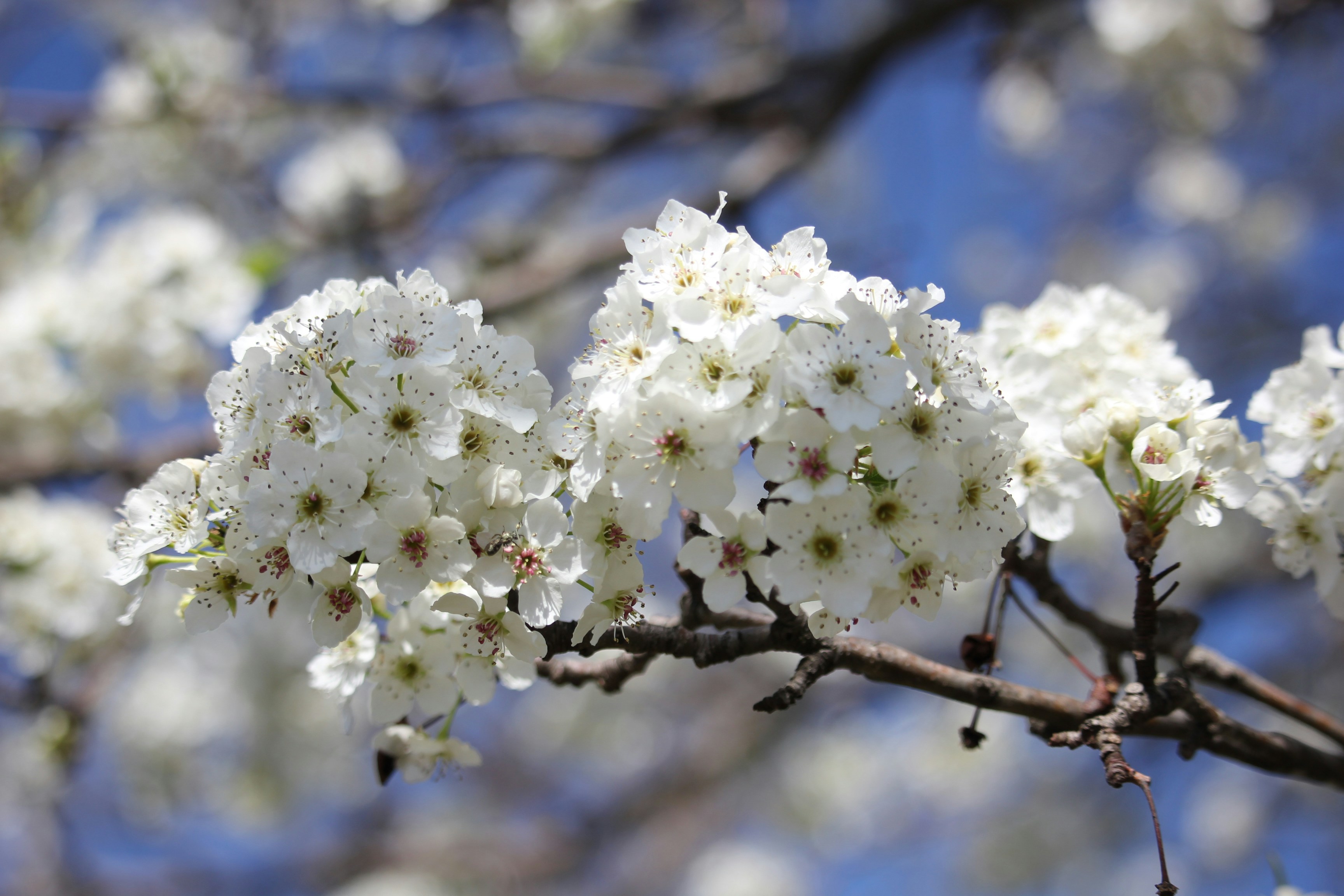 Delicate white blossoms cluster on branches against a bright blue sky, embodying the essence of spring's arrival.
