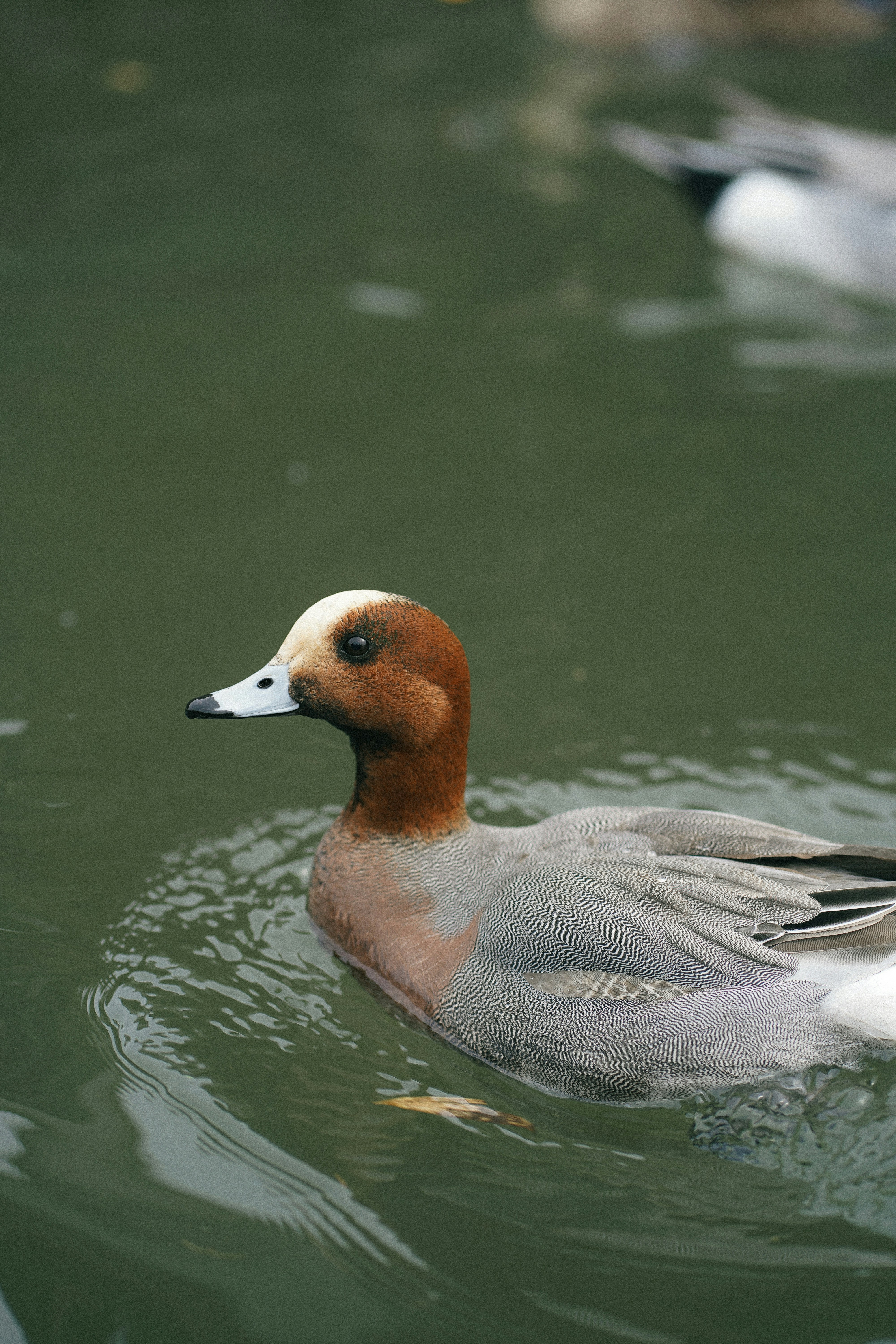 Rust-Headed Drake Drifting Through Emerald Ripples