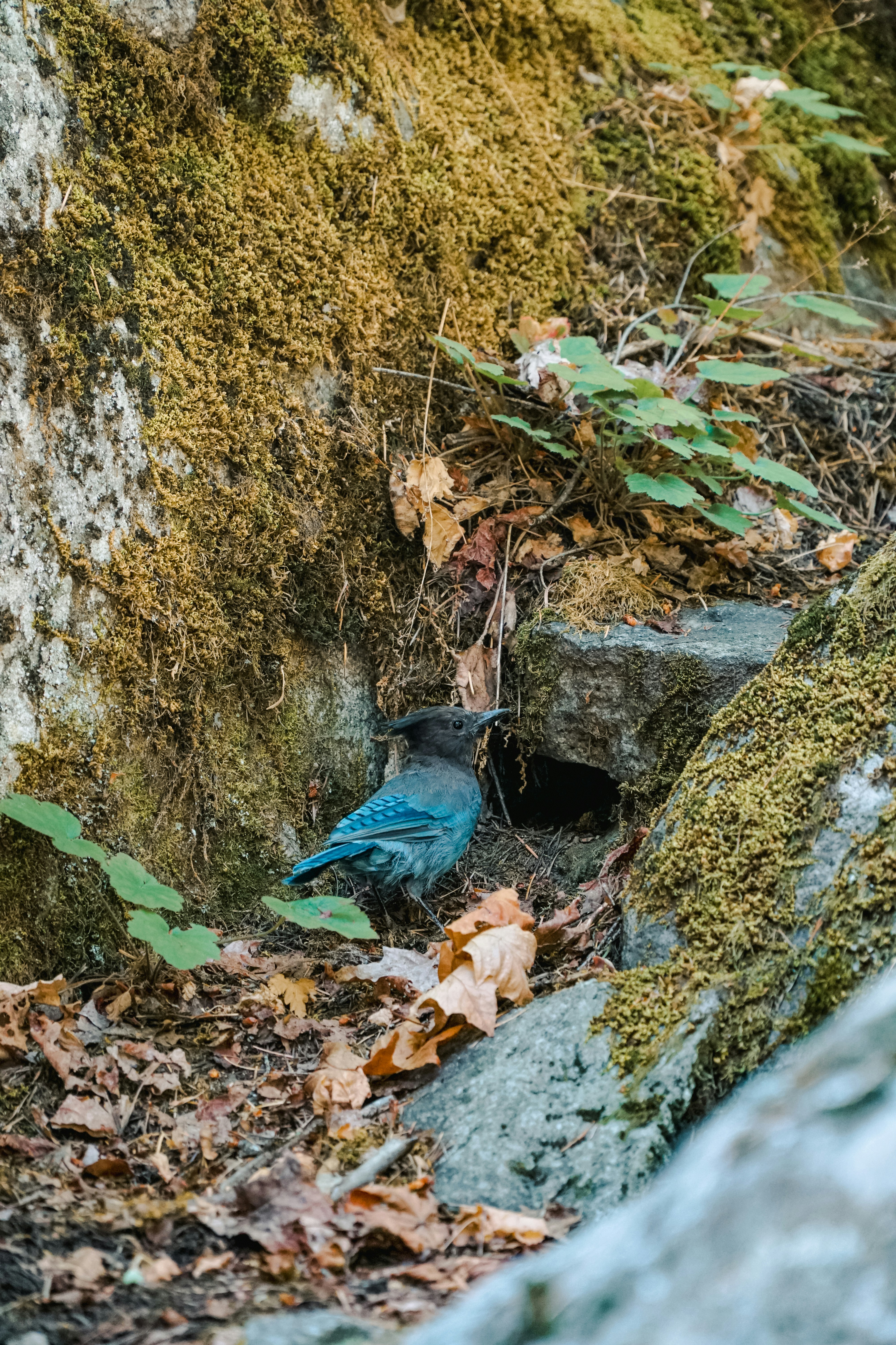 Azure Songbird in a Mossy Crevice