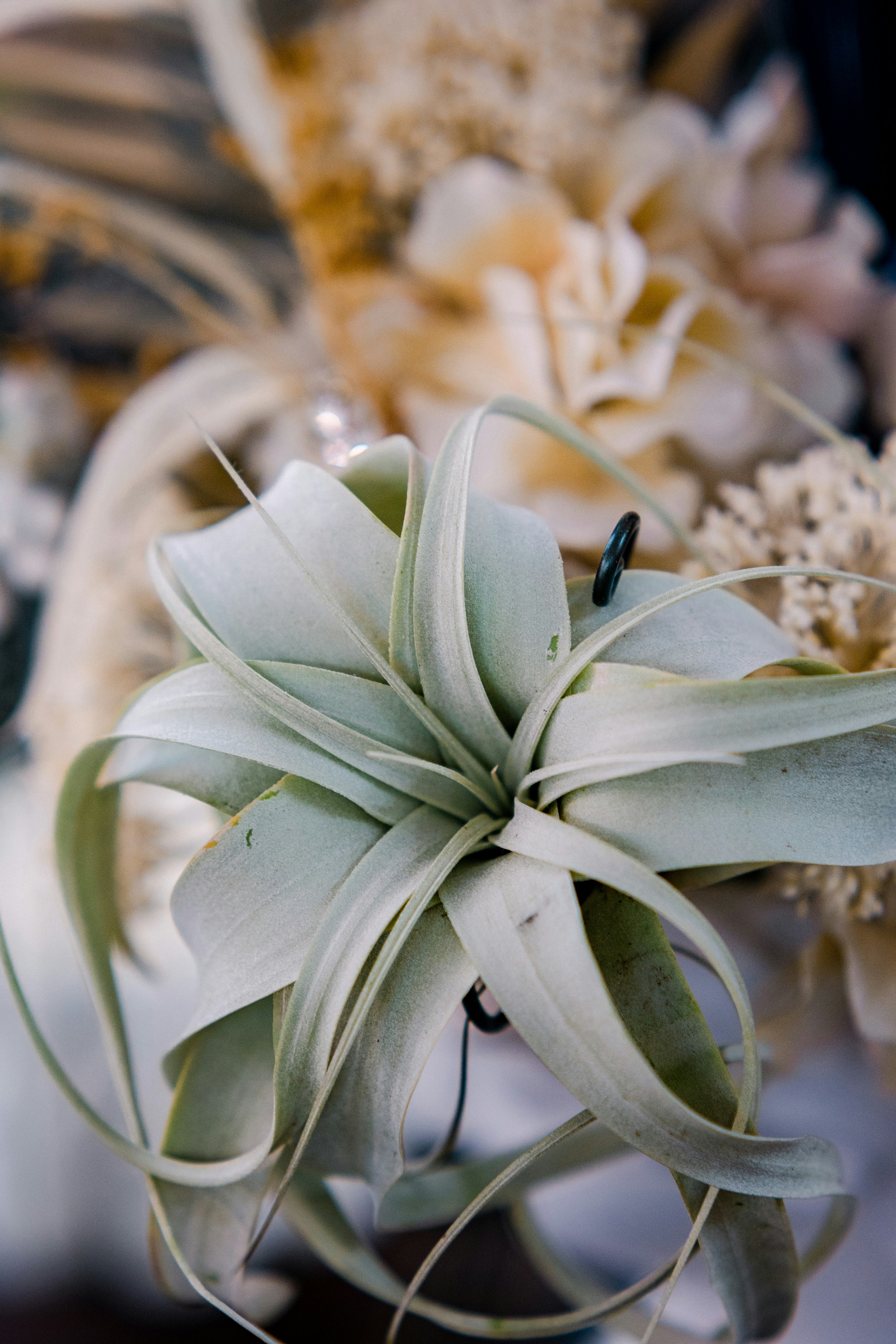 Airborne Green: A Tillandsia Centerpiece in Soft Focus