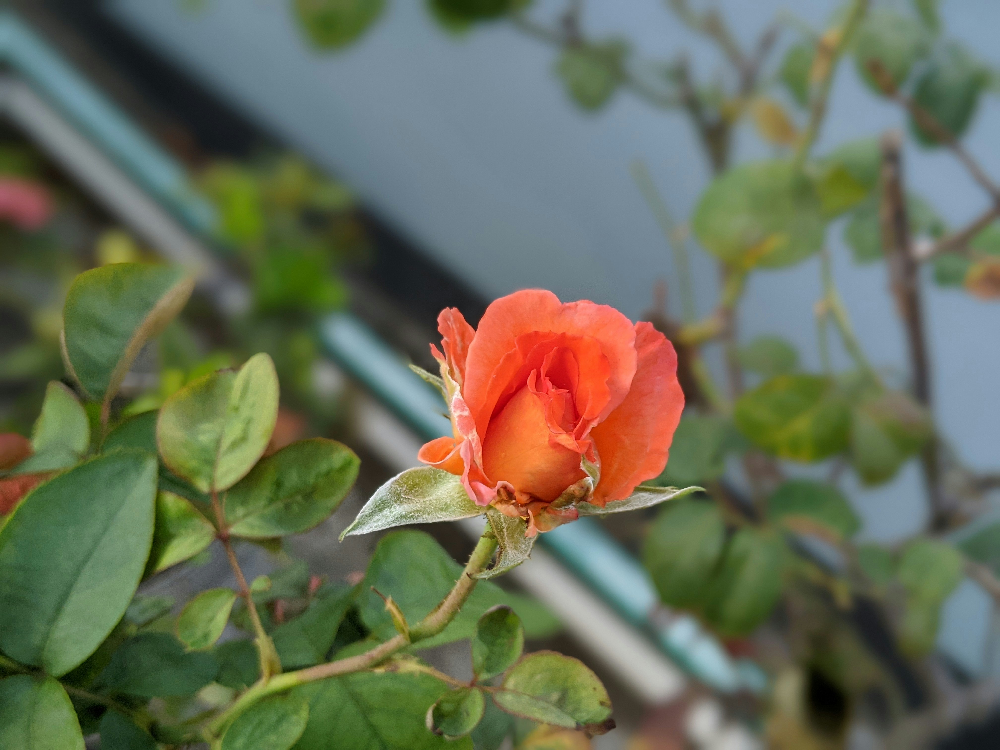 Coral Rose in Sharp Focus: A Quiet Bloom Amid Green Blur