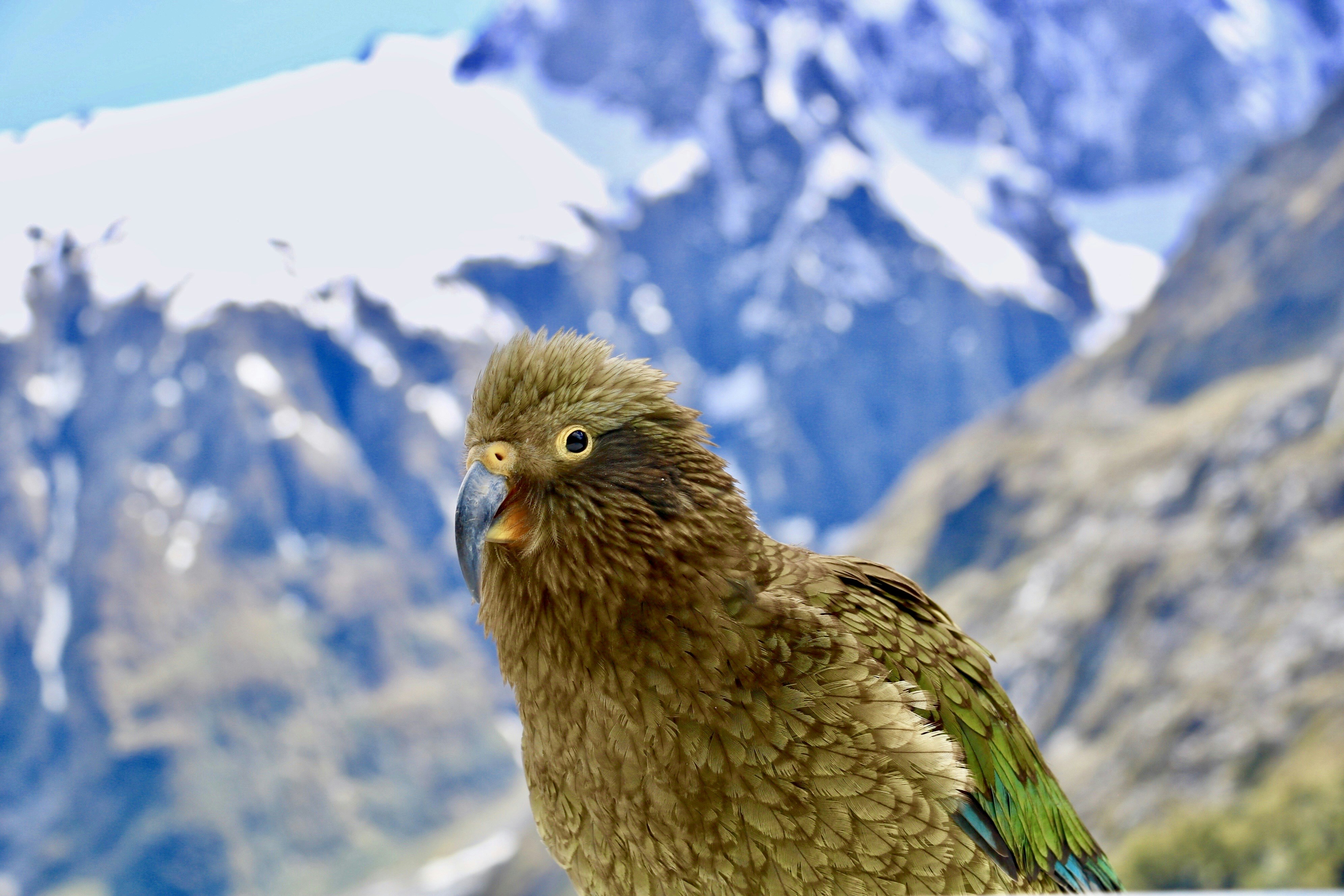 Emerald-Wing Alpine Parrot in Close-Up Against Snow-Dusted Peaks