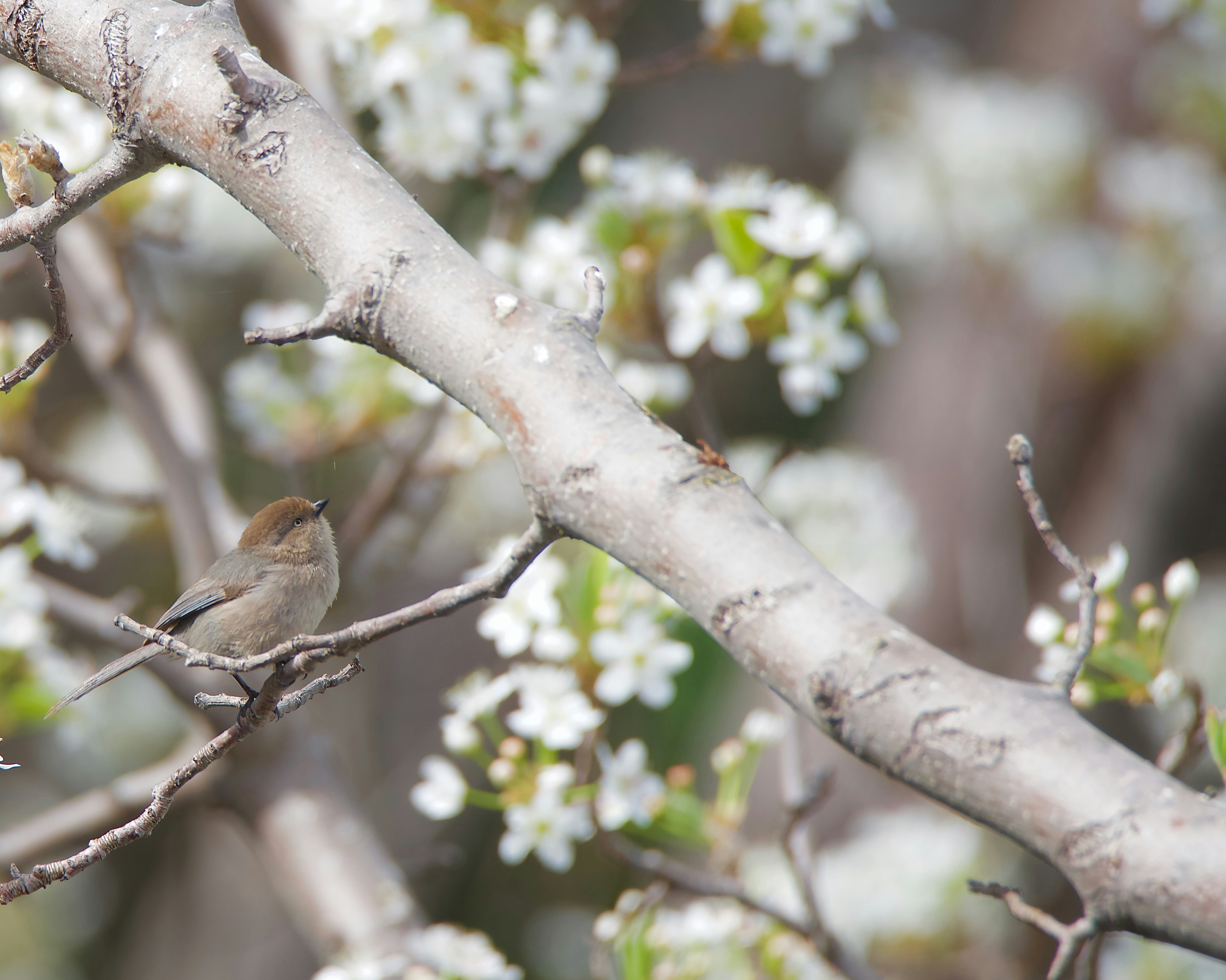 Tiny bushtit