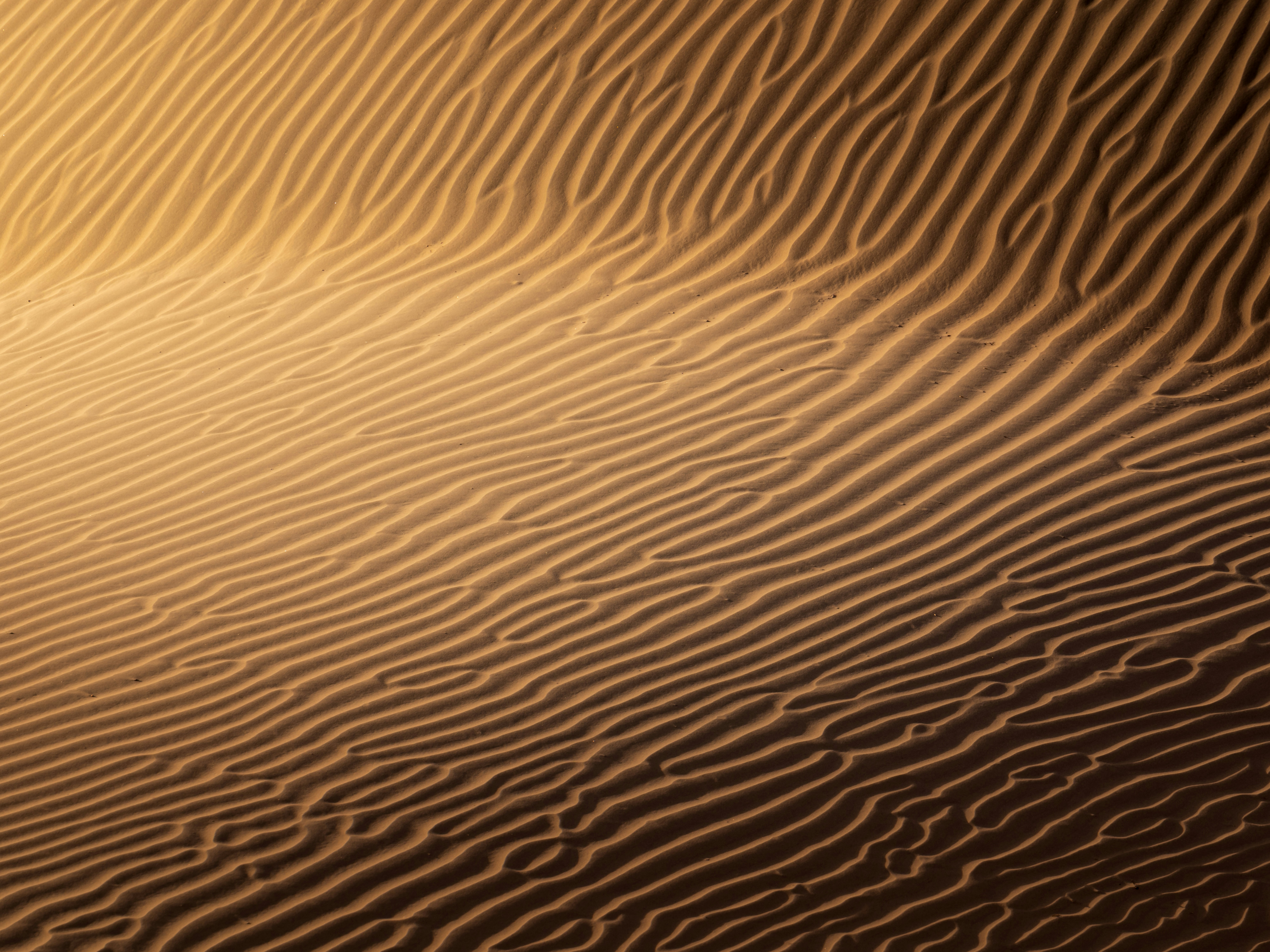 Sunlit Crest: Delicate Wind-Ripple Rhythm Across a Desert Dune