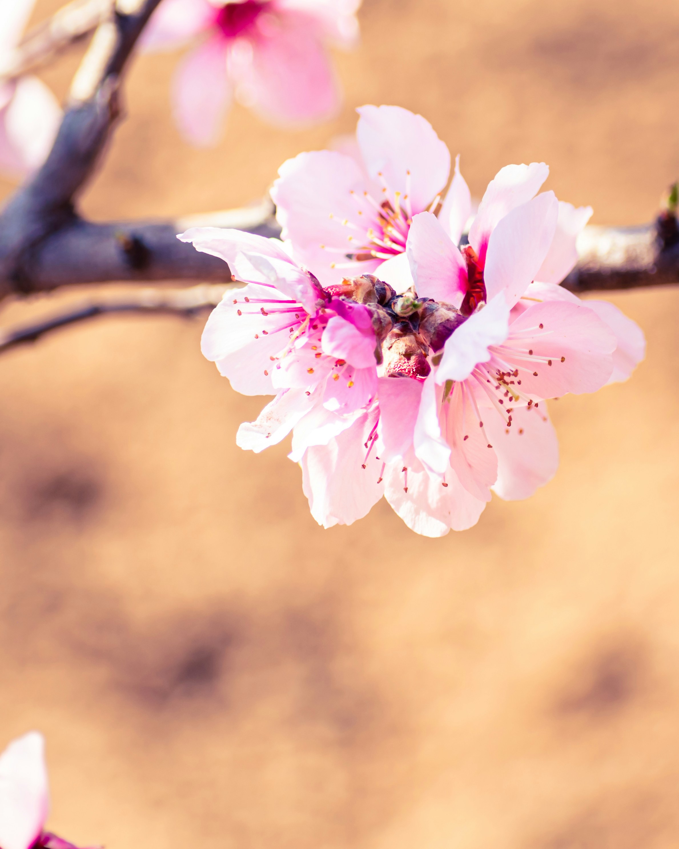 a close up of a pink flower on a tree