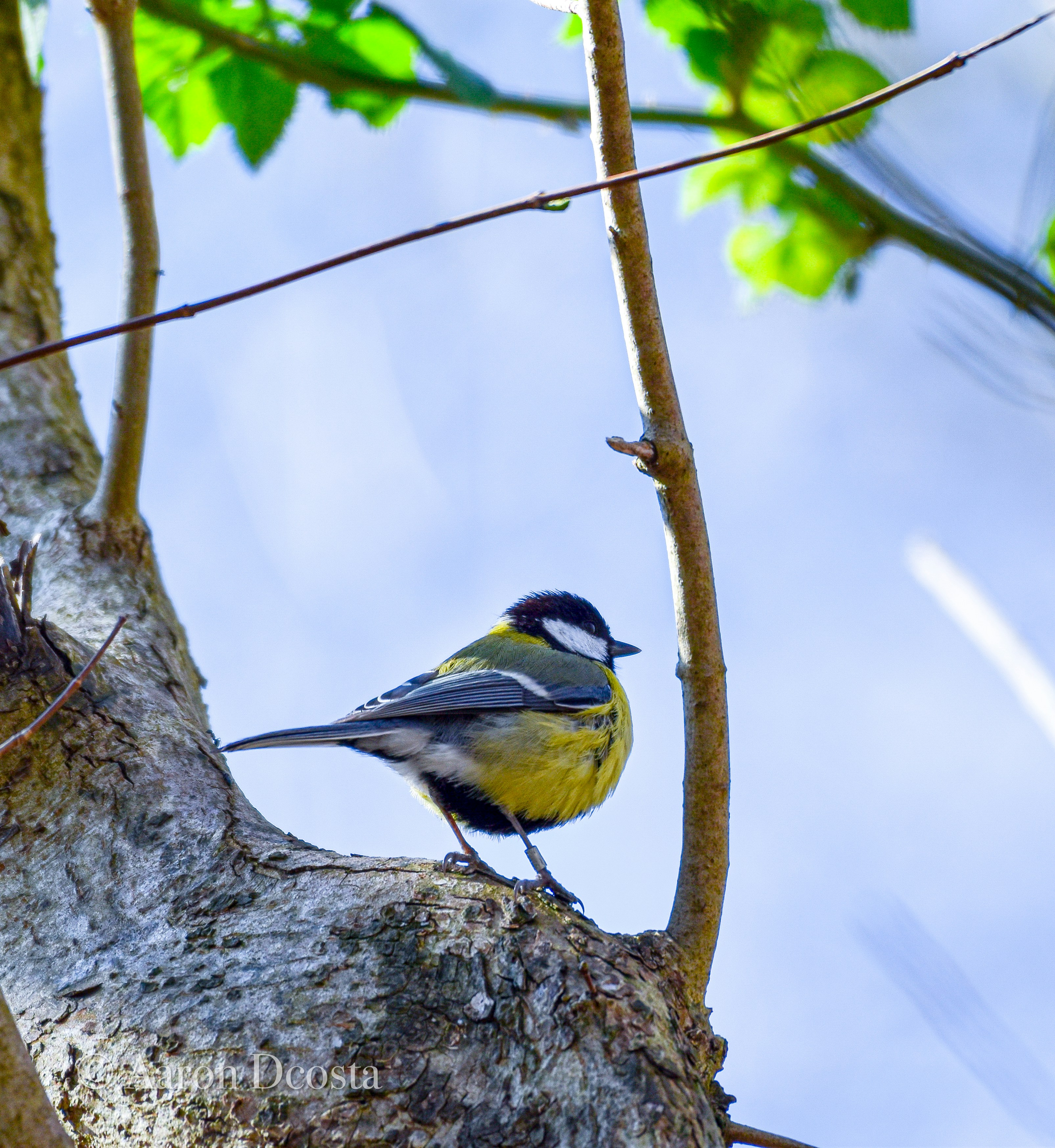 Yellow-bellied Finch Perched on a Branch Against a Bright Sky
