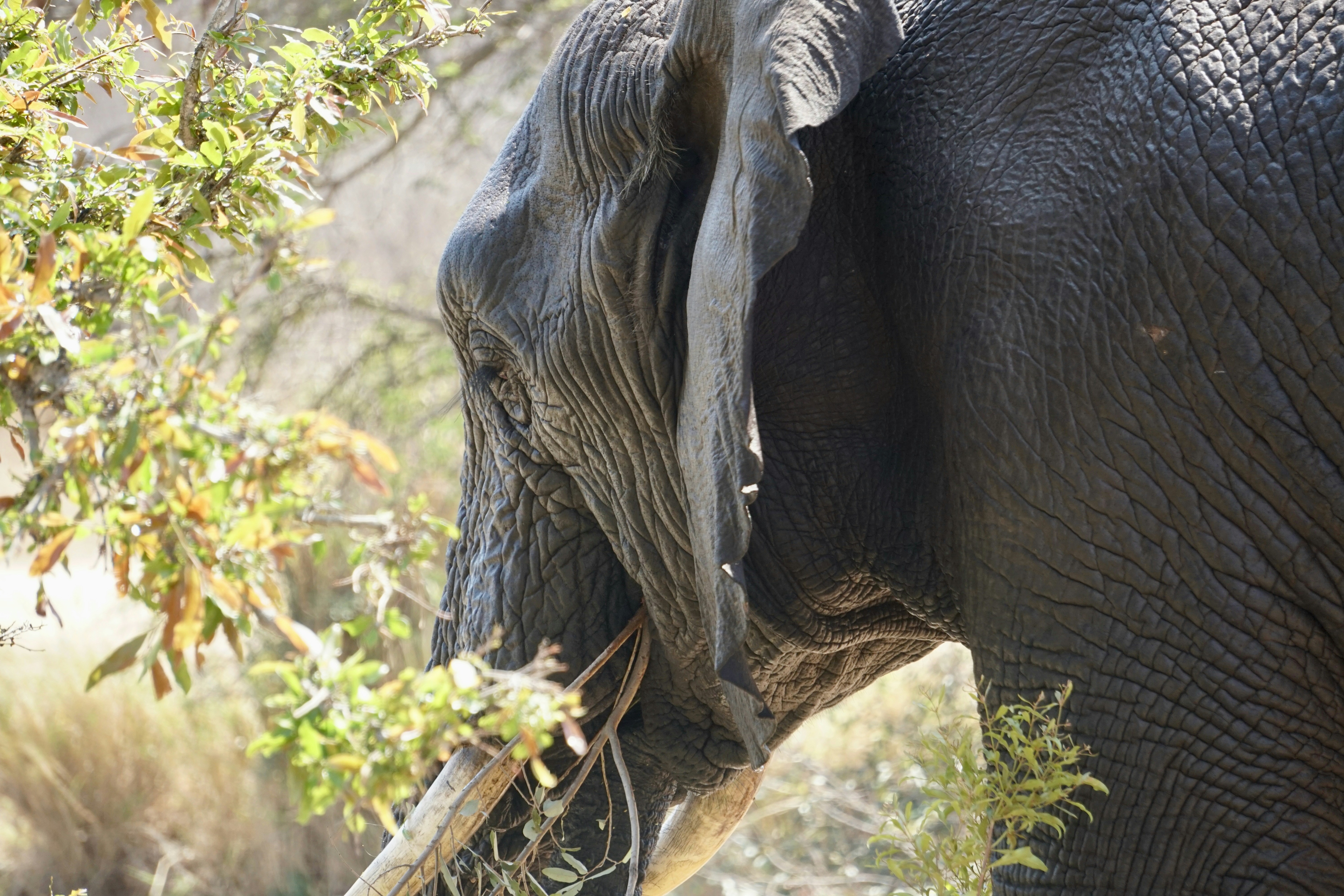 A close up of an elephant with trees in the background photo – Free ...