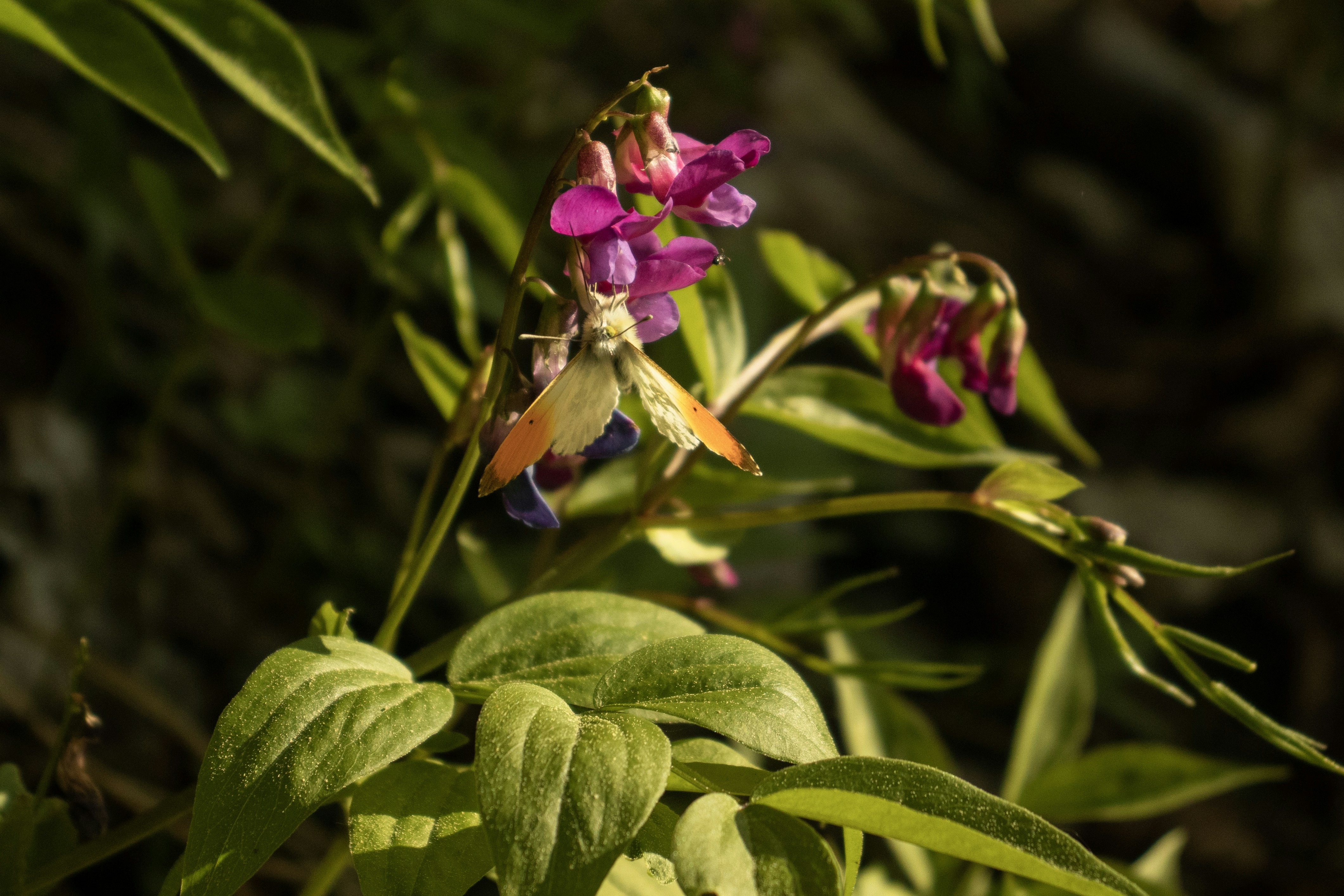 Moth hanging on a flower in the forest during daytime