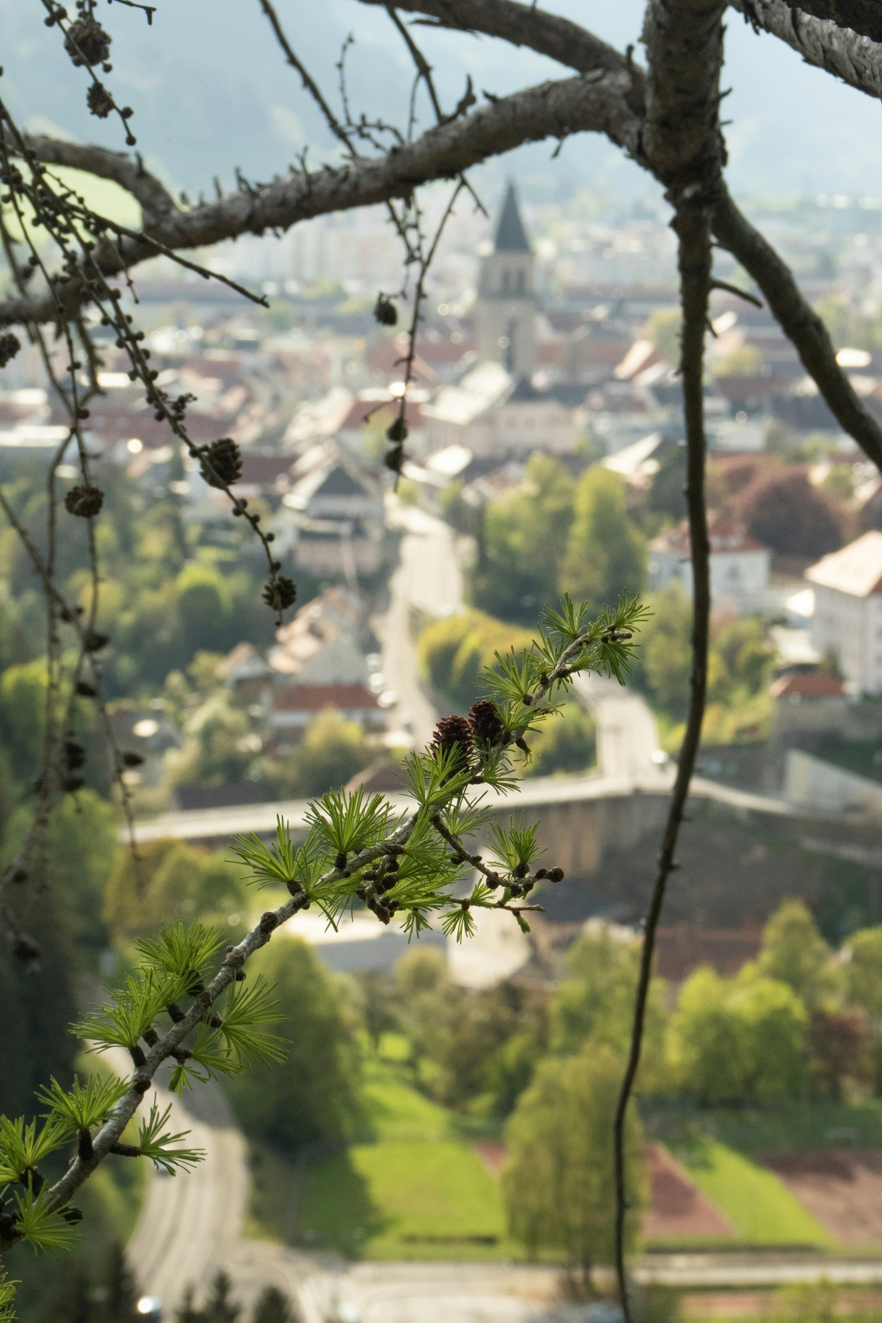Two cones on a twig hanging above a edge with a blur city behind during daytime