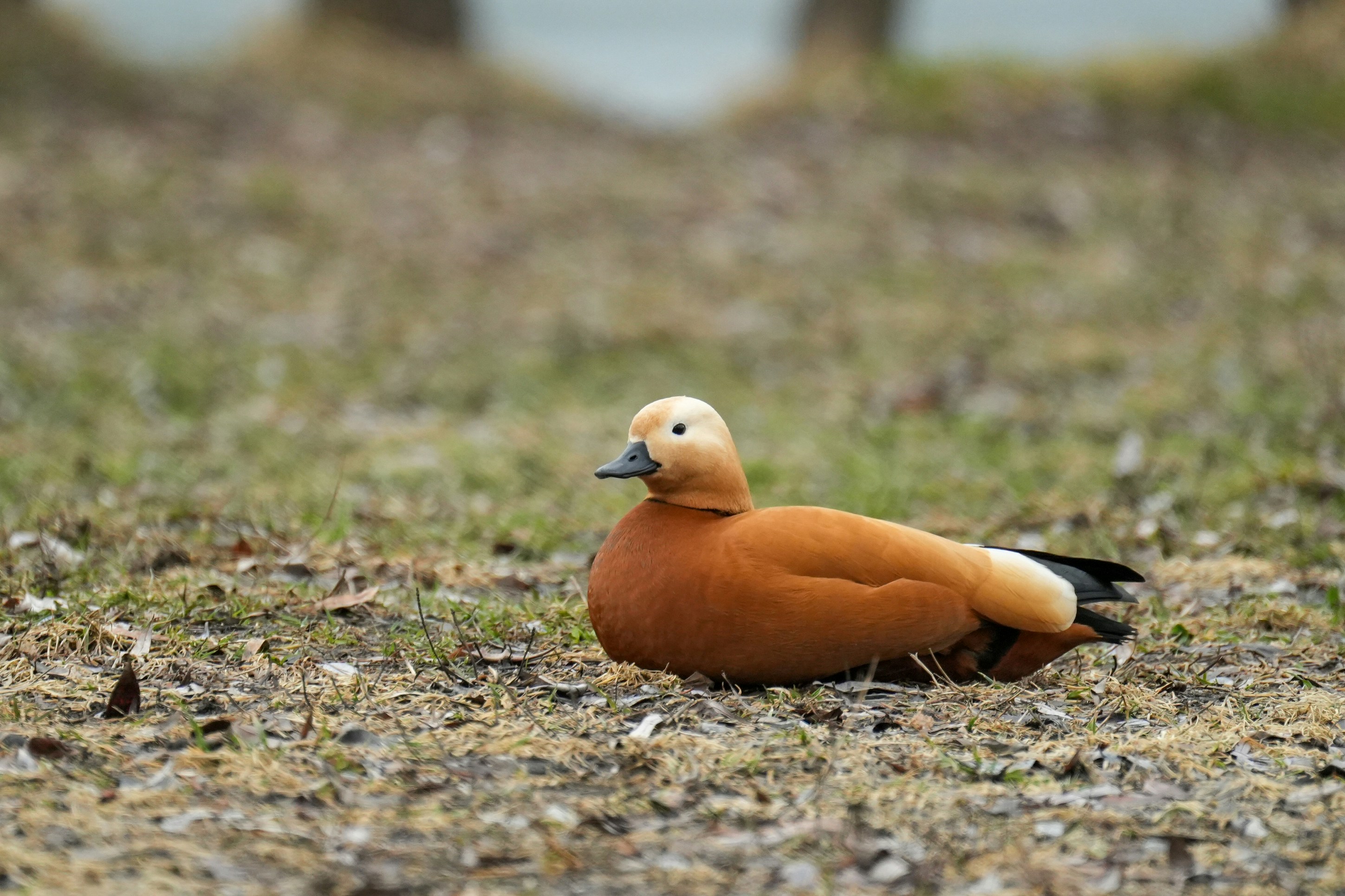 Foto Un pato sentado en el suelo en la hierba – Imagen gratis en Unsplash