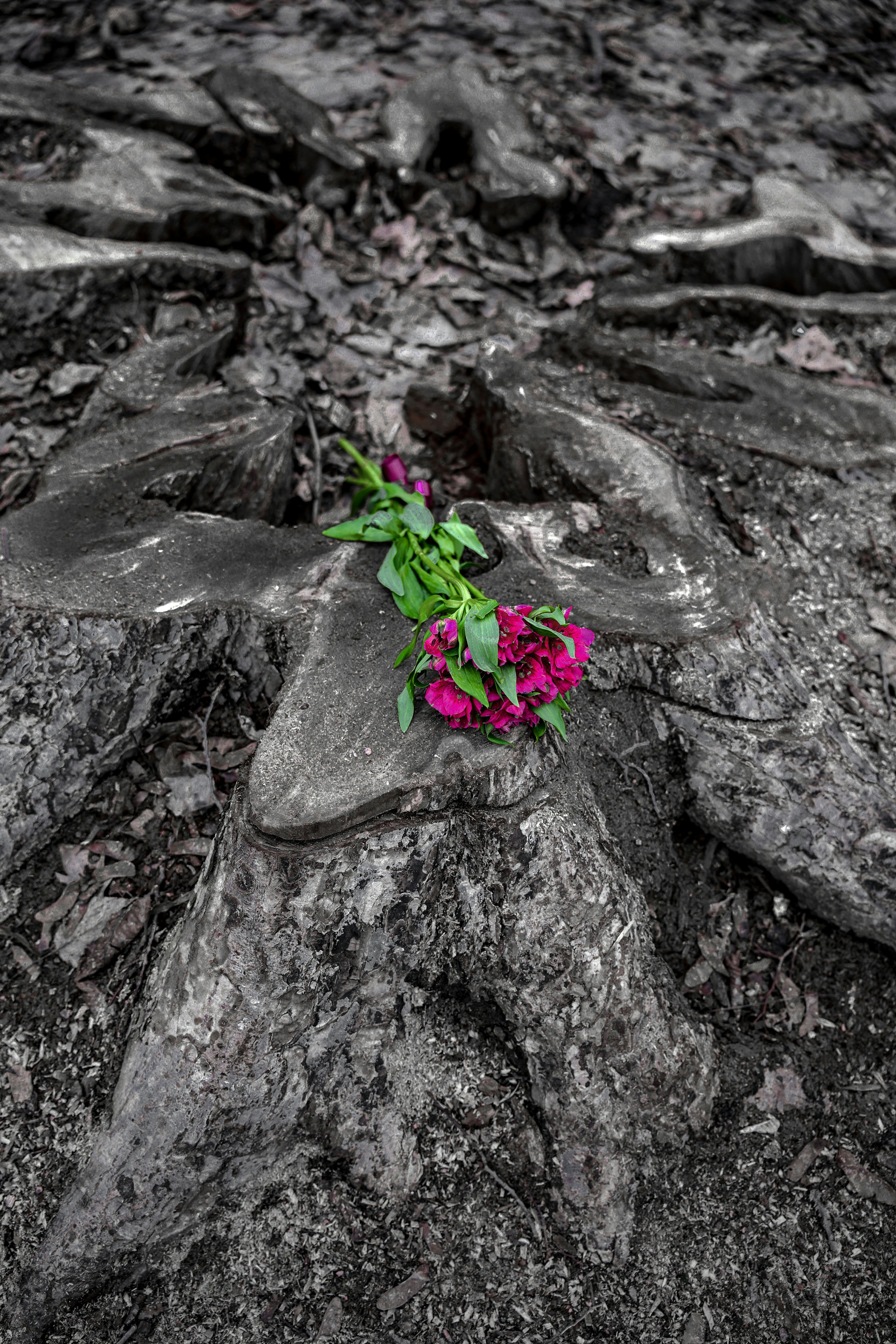Crimson Bouquet Resting on Weathered Roots