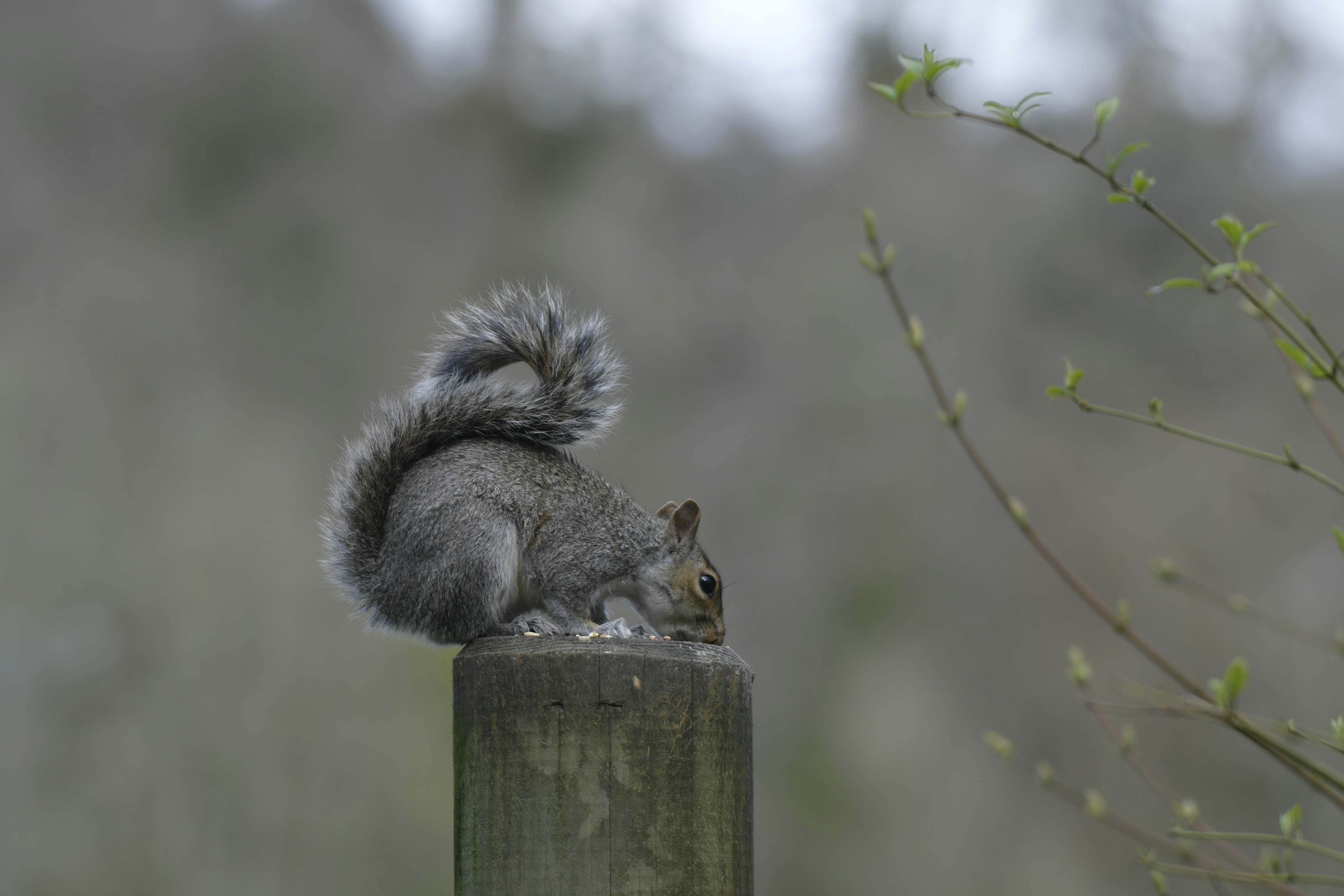 Stillness on a Weathered Post: A Gray Squirrel at Rest