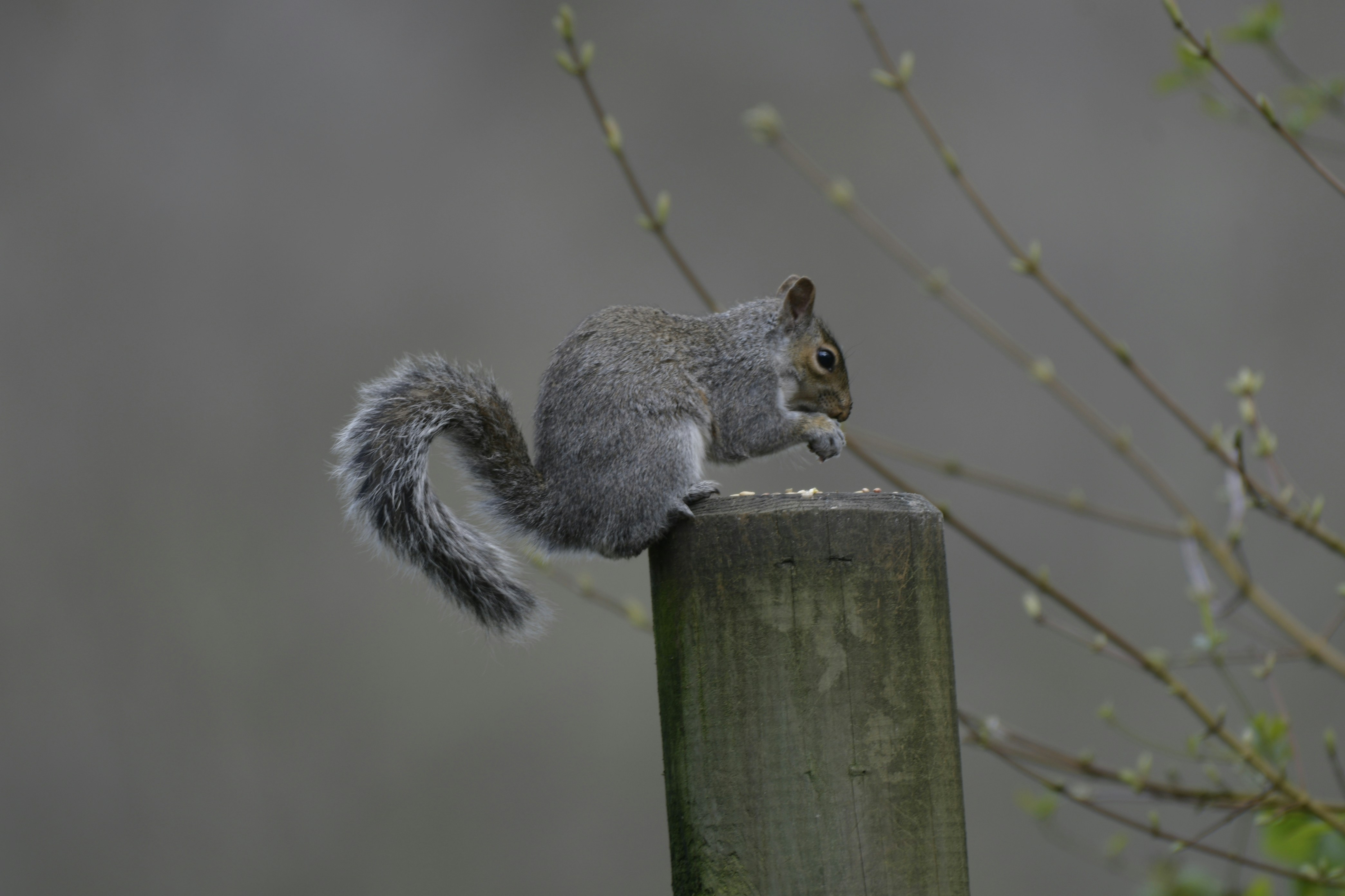 Gray Squirrel on a Weathered Post: A Quiet Moment in Spring