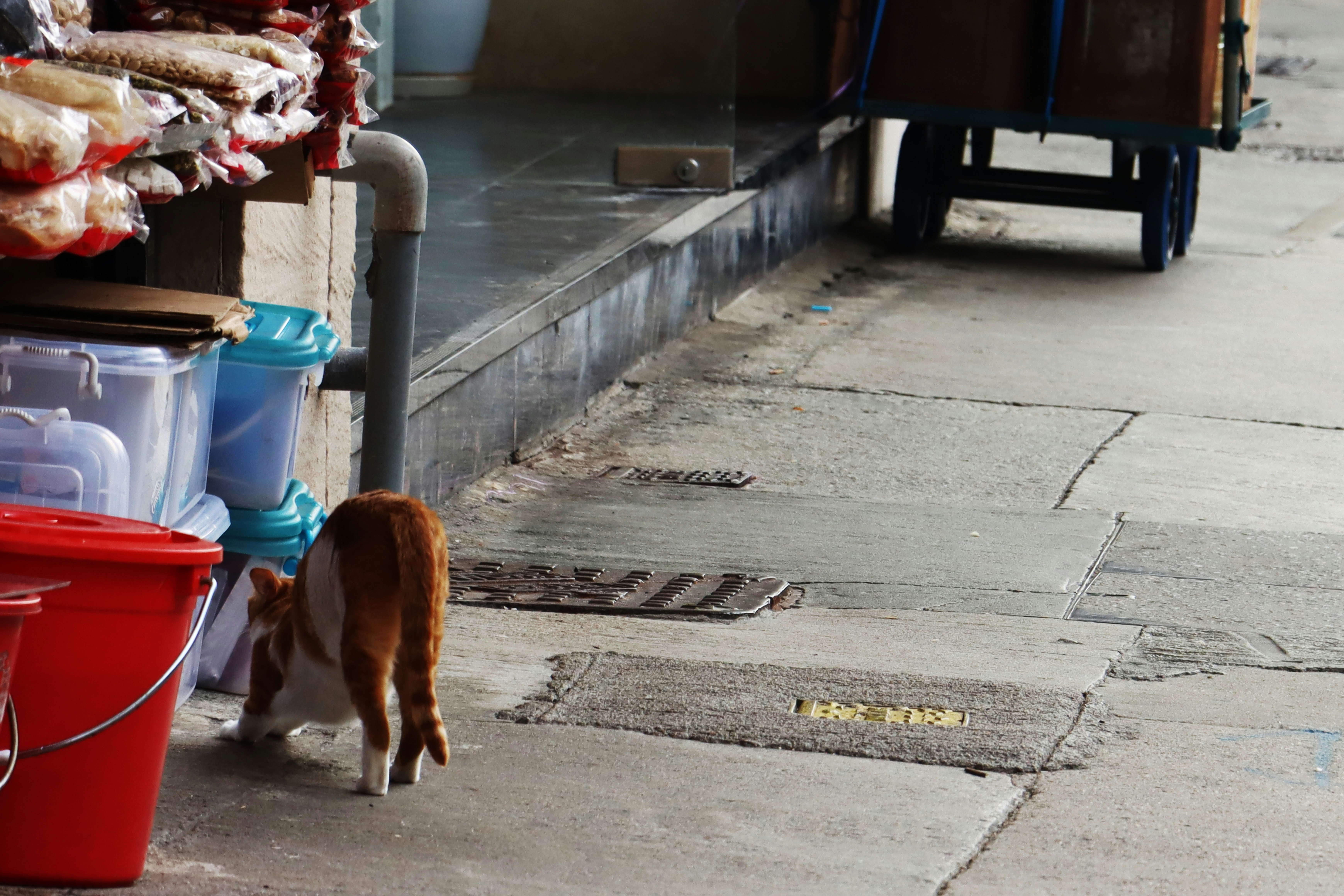 City Cat at the Edge of the Market Alley