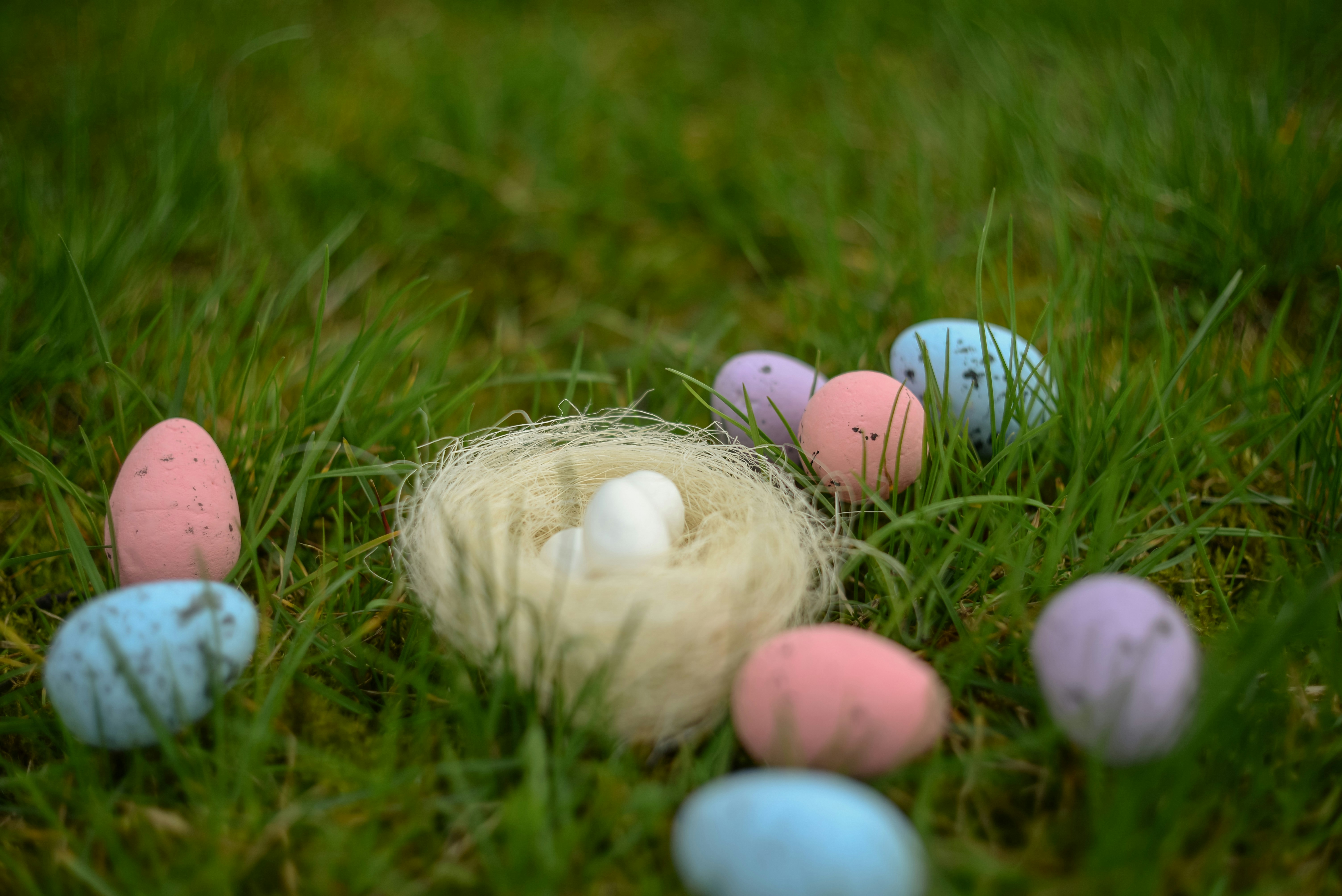 A group of small eggs sitting in the grass photo – Free Egg Image on ...