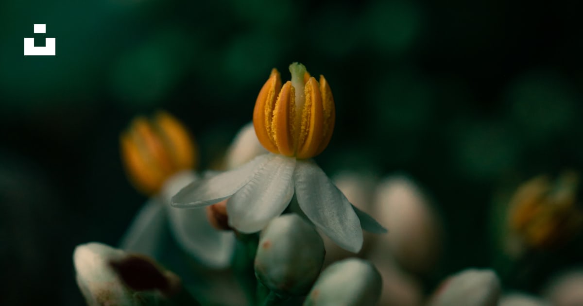 白と黄色の花を持つ植物の接写の写真 Unsplashのモバイル用壁紙の無料画像