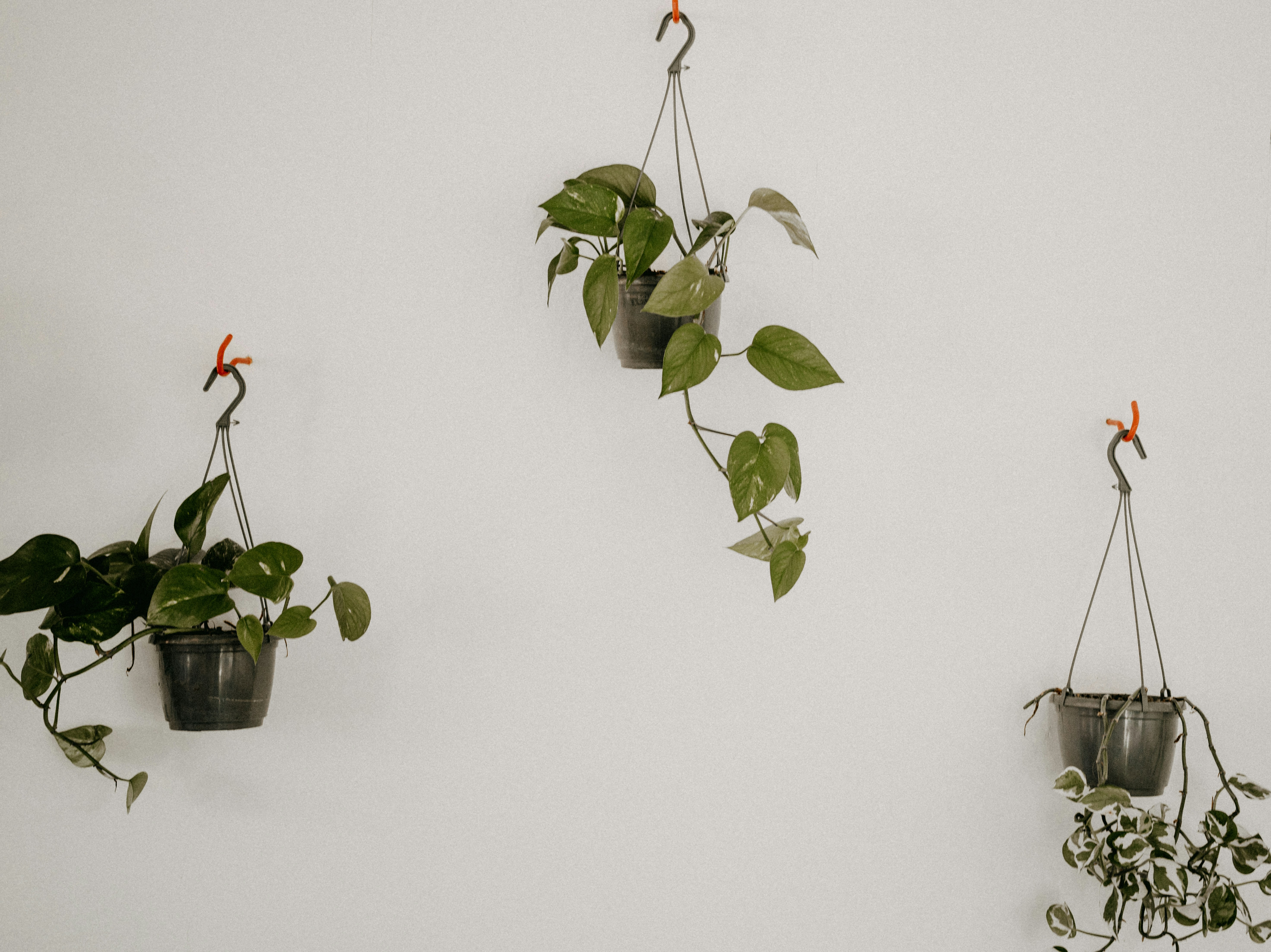 How to Water Indoor Hanging Plants Properly - HouseplantJoy.com