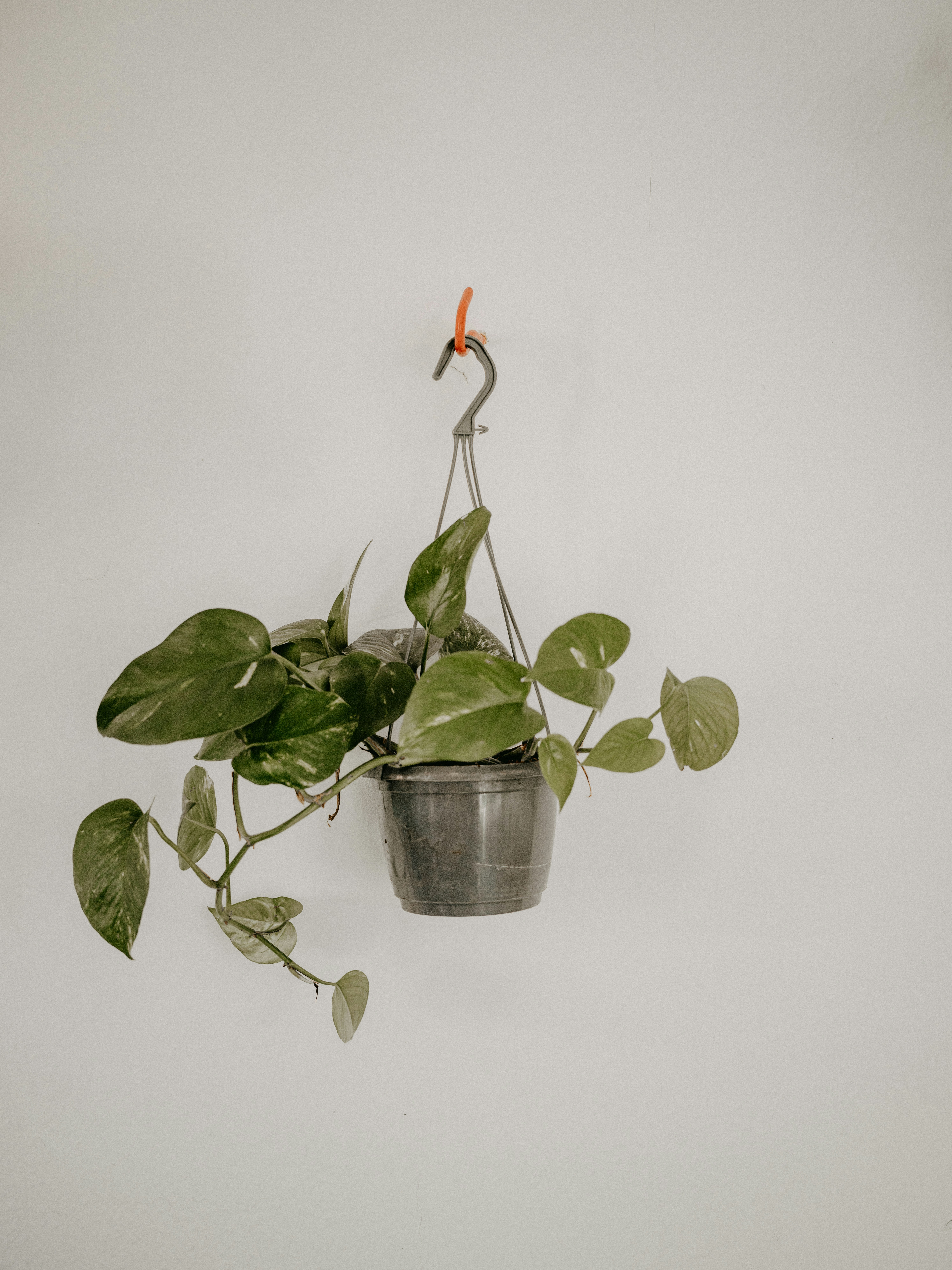 Hanging Plants Pictures | Download Free Images on Unsplash