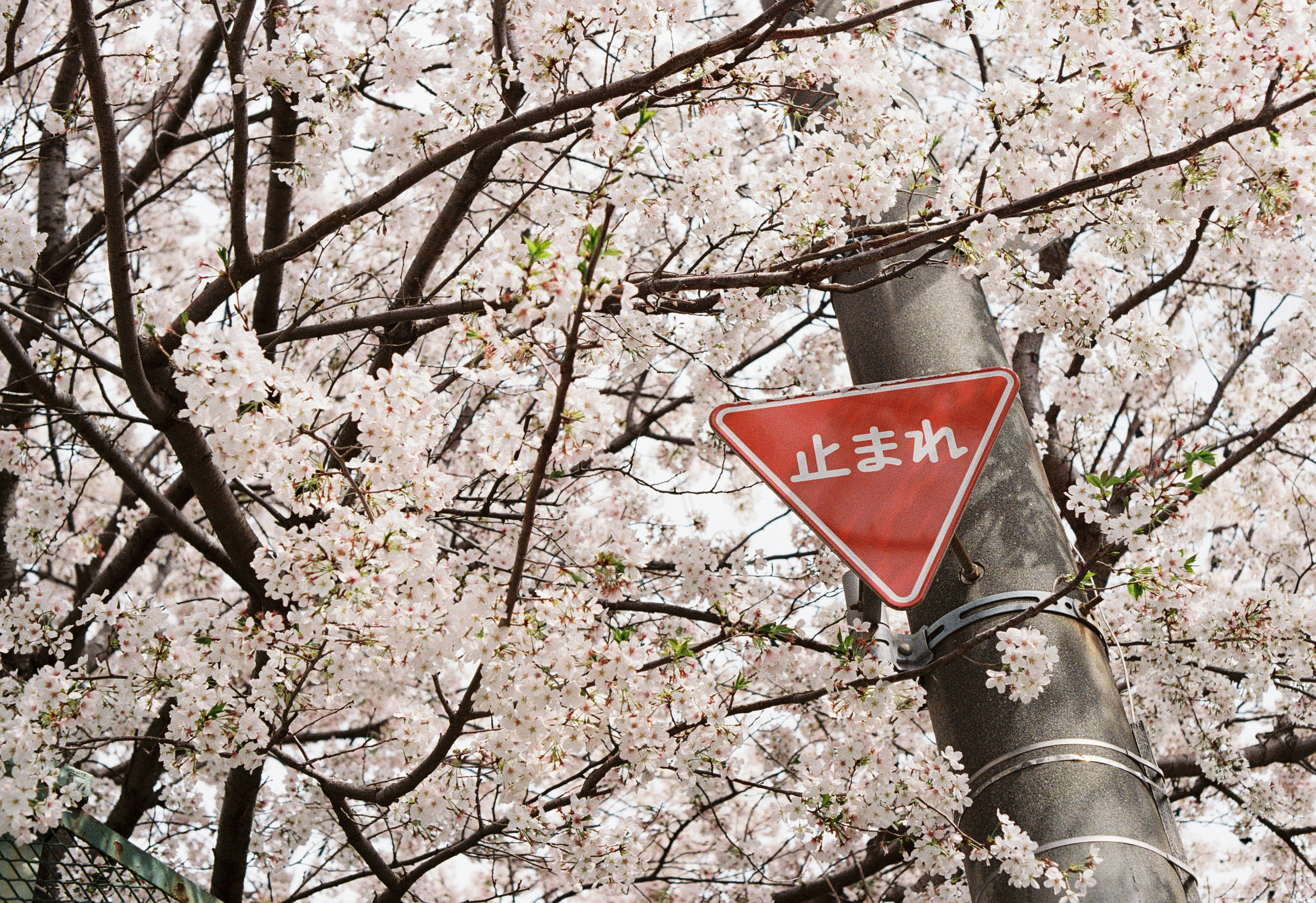 A red street sign sitting on the side of a metal pole photo – Free Film ...