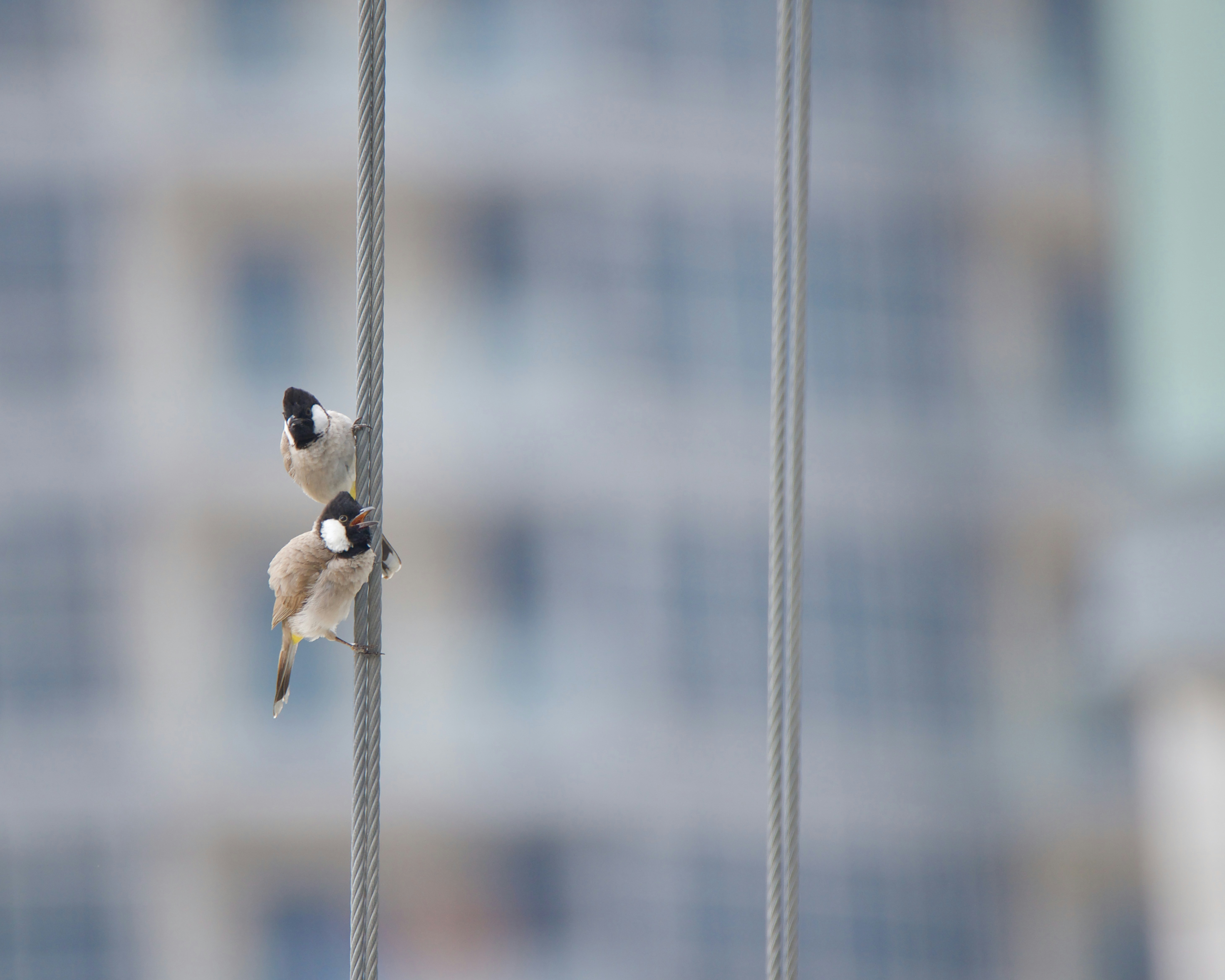 Urban Wires, Quiet Wings: Two Sparrows on Cables Against a Blurred Skyline