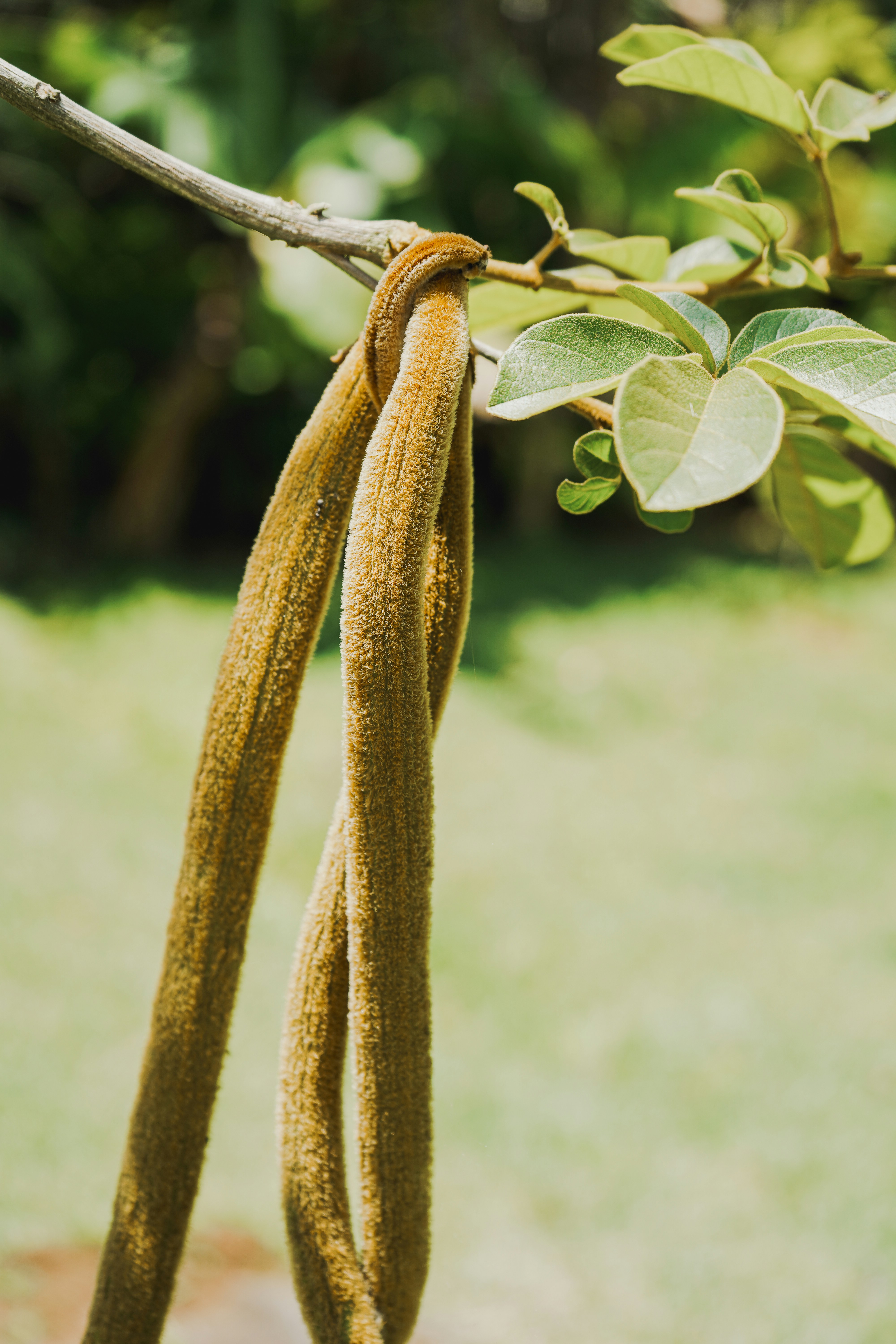 a close up of a tree branch with leaves