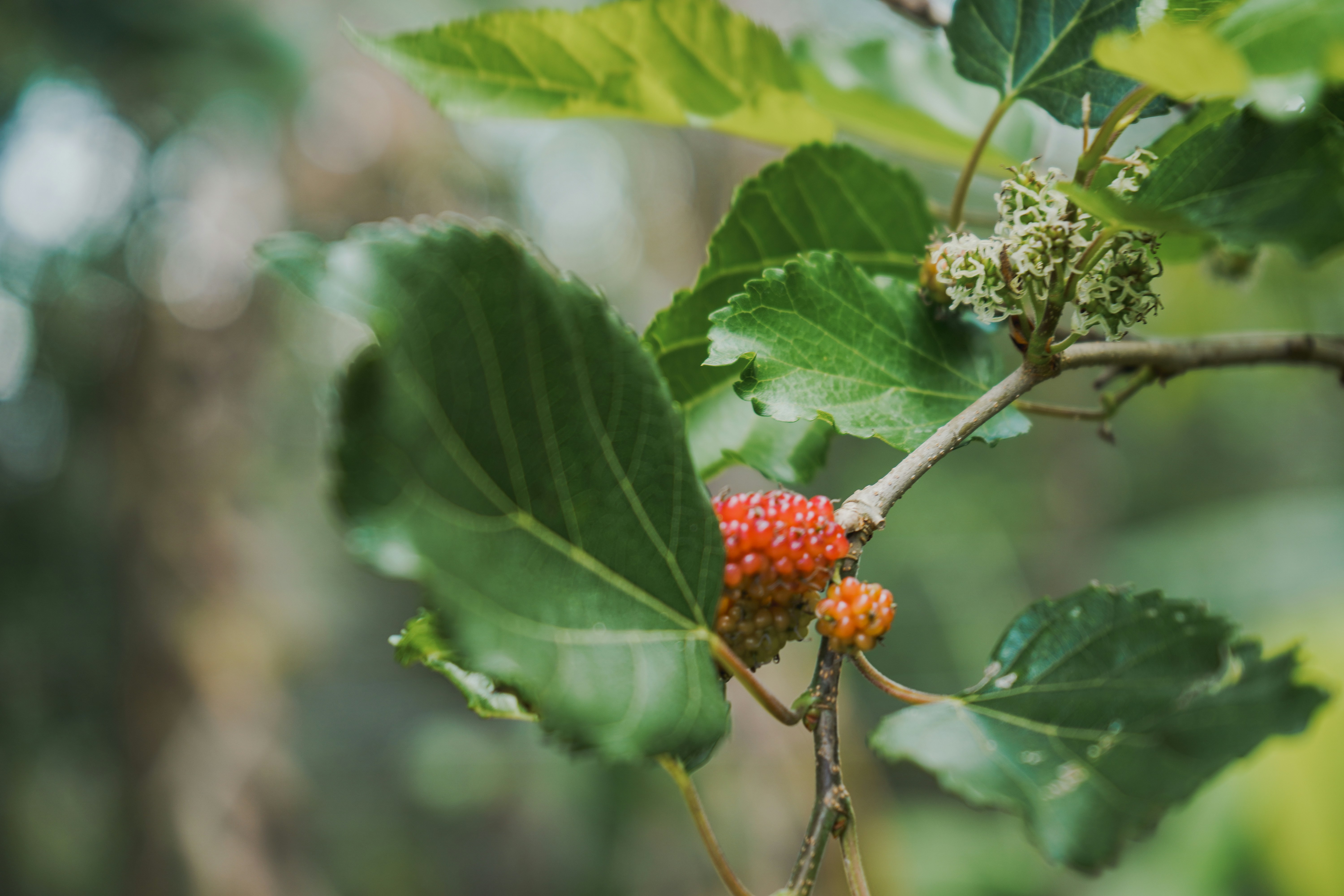 Mulberry Tree Pictures | Download Free Images on Unsplash