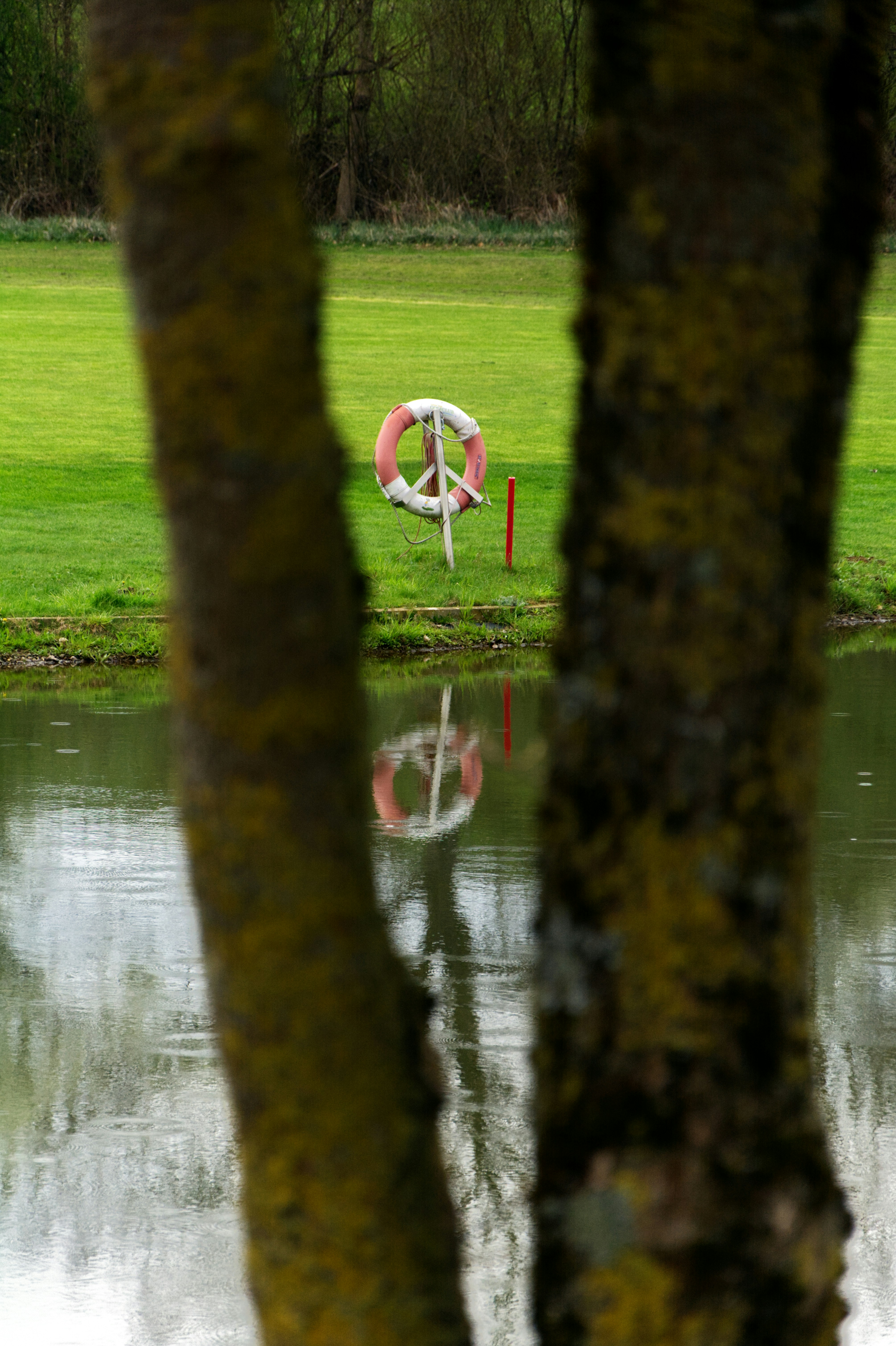 Lifebuoy in a Quiet Pond: Reflections Under Framed Trees