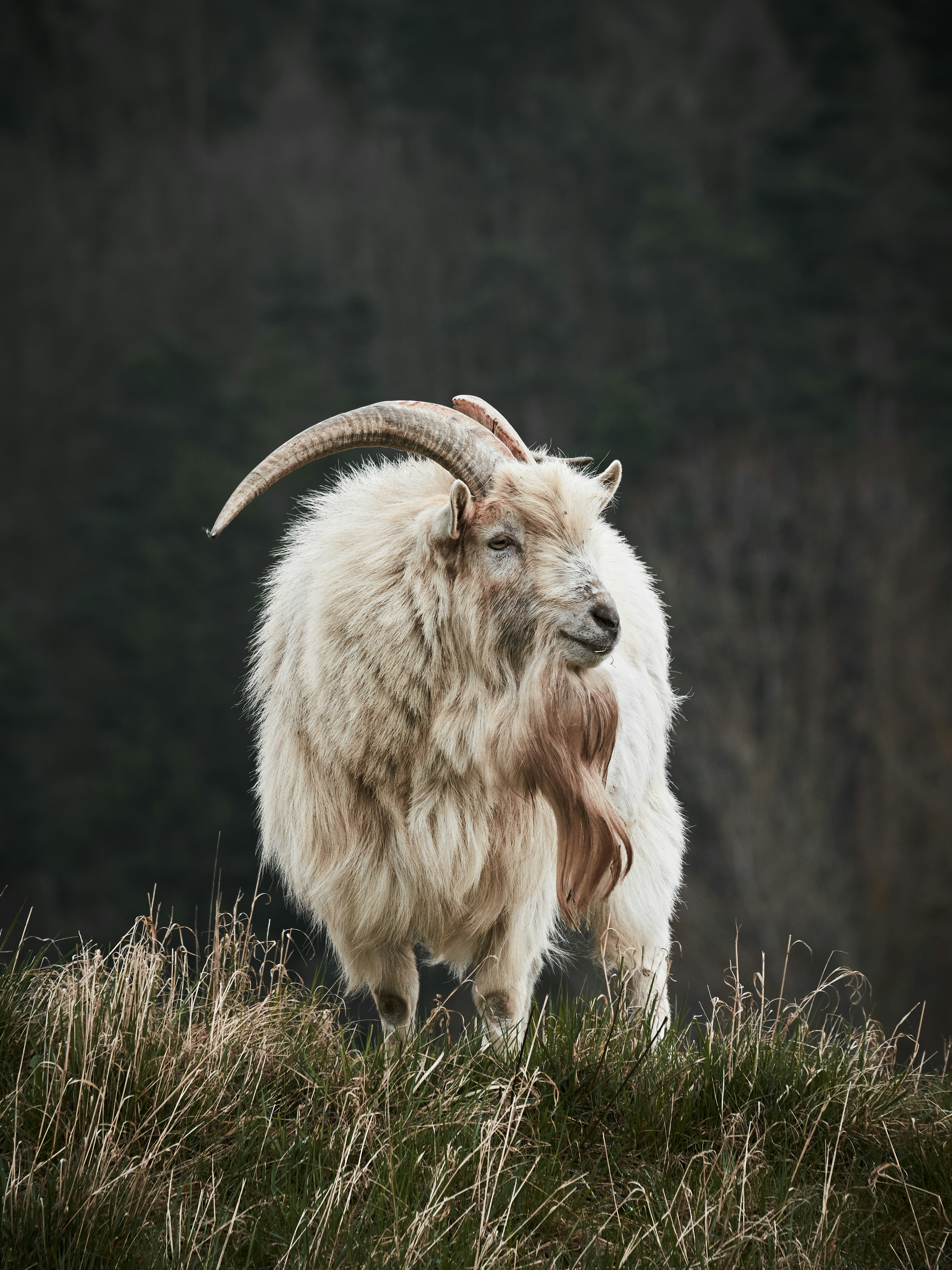 A mountain goat with long horns standing on a grassy hill photo – Free ...