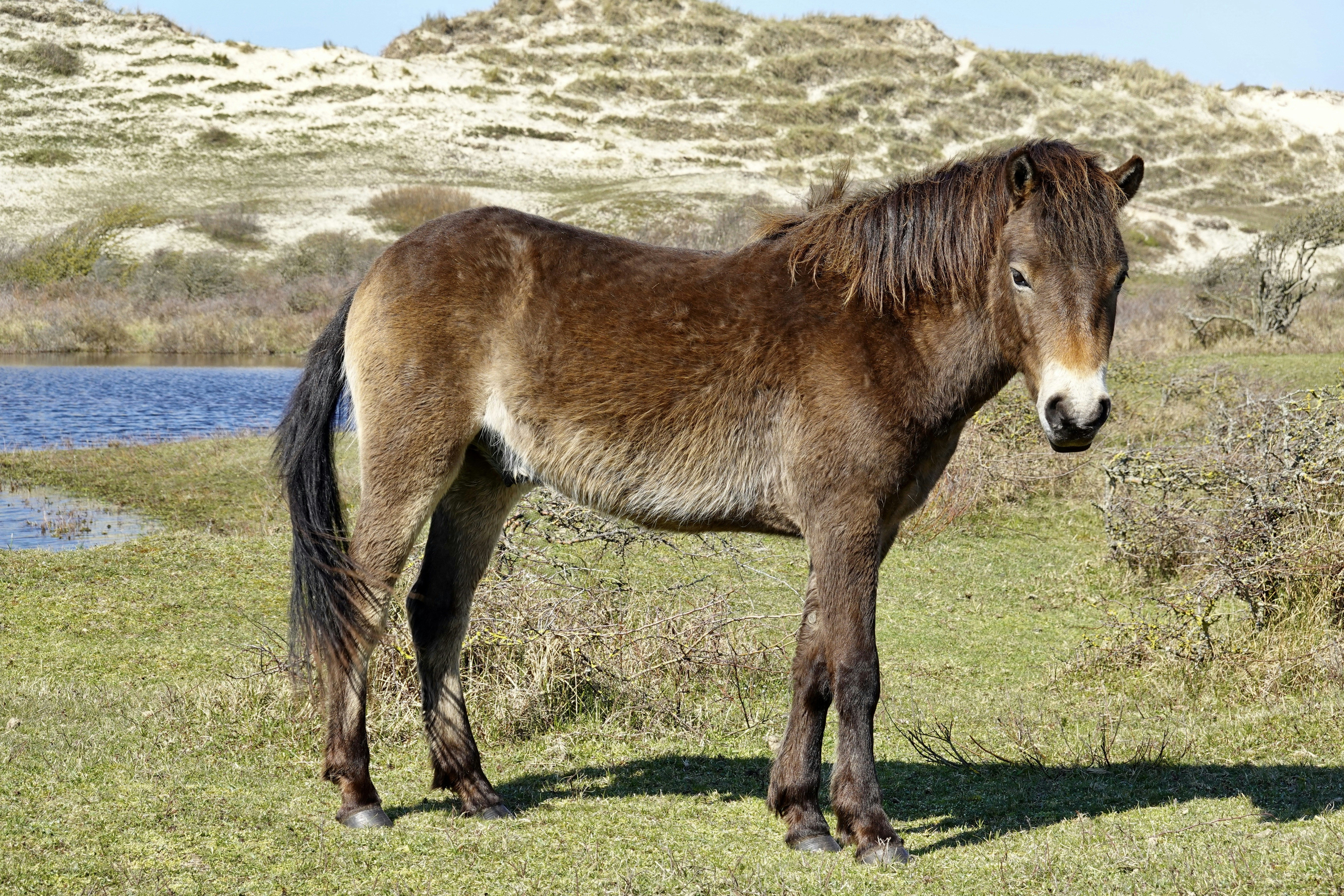 Exmoor pony stallion standing in the sun in the dunes with a lake in the background