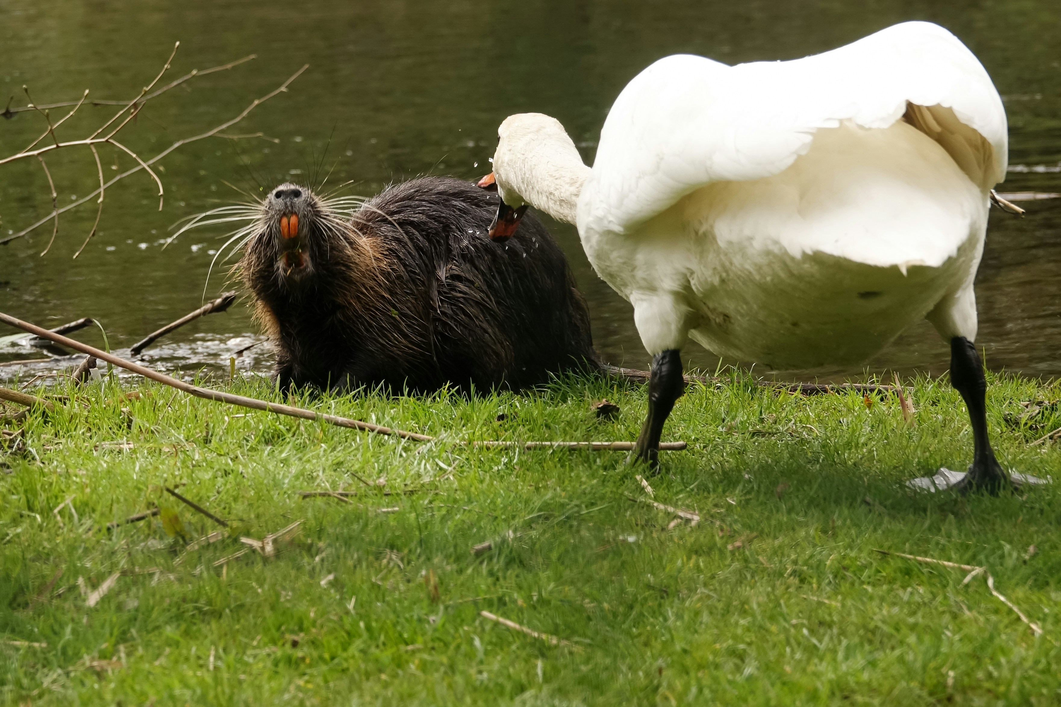 Shoreline Contrast: A White Swan and a Dark Otter at the Pond